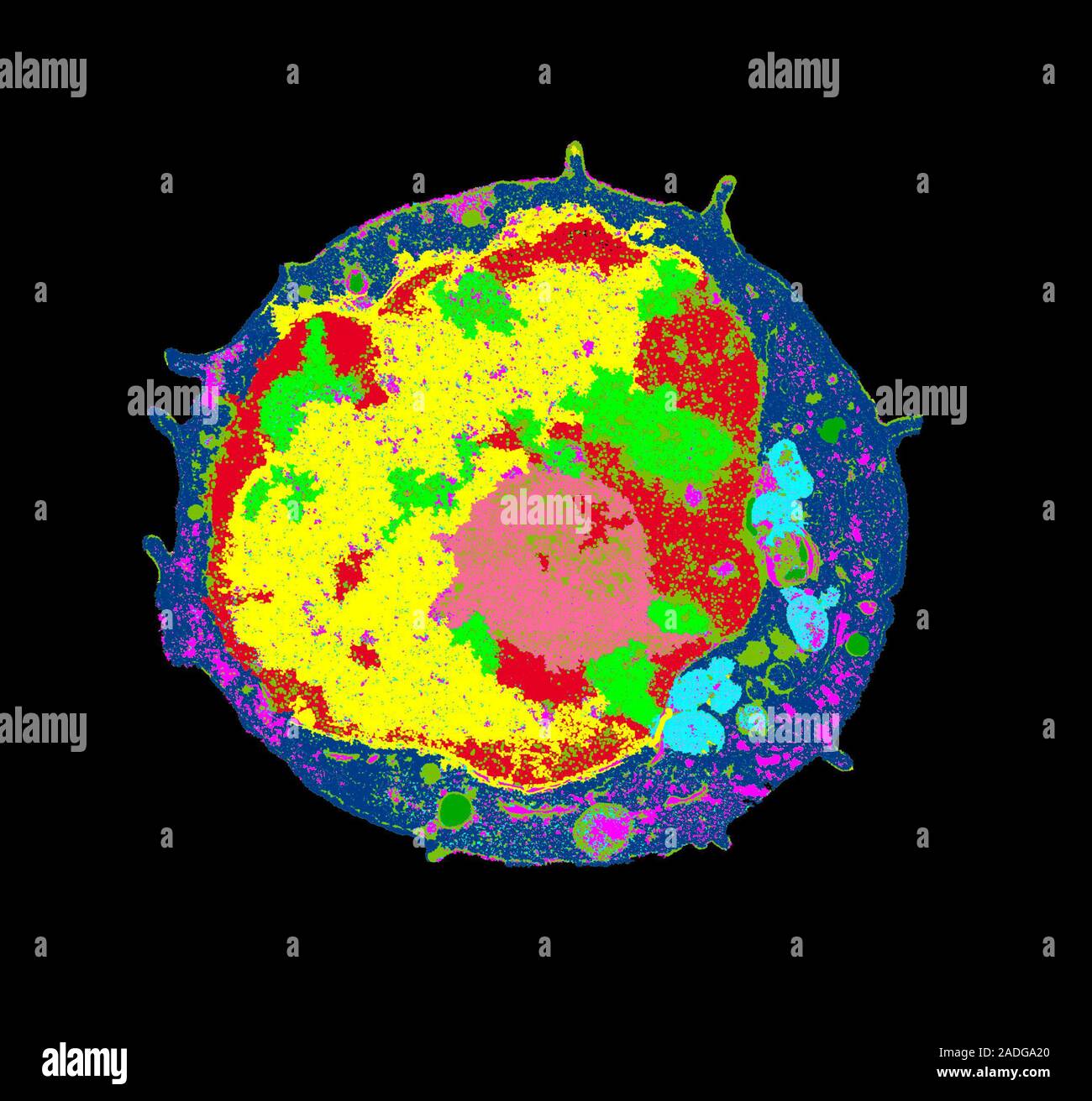 Stem cell. Coloured transmission electron micrograph (TEM) of a section ...
