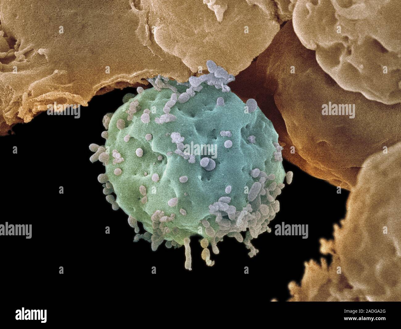 Stem cells. Coloured scanning electron micrograph (SEM) of groups of ...