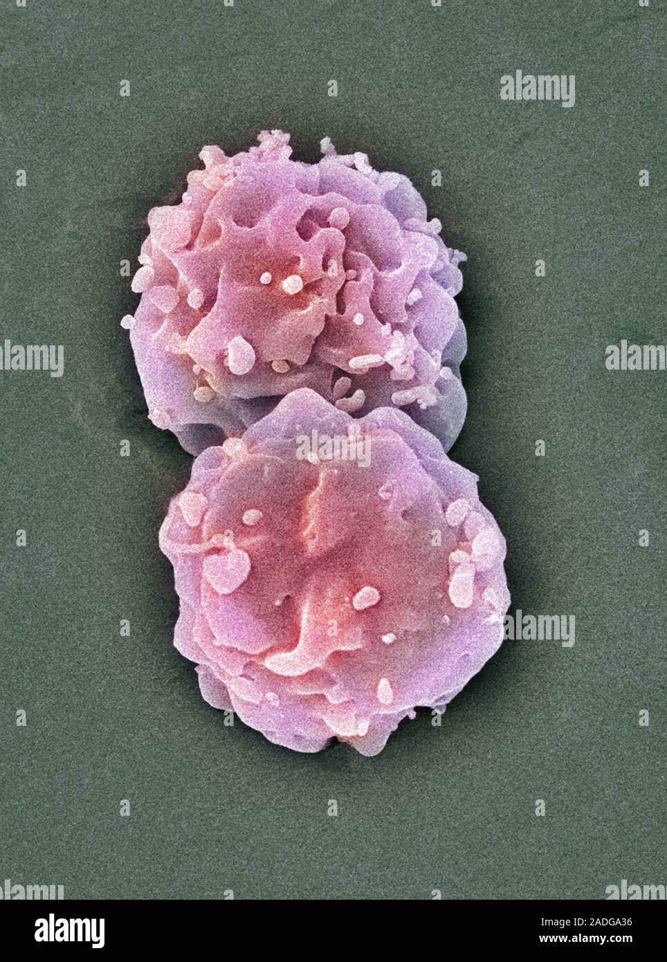 Stem cells. Coloured scanning electron micrograph (SEM) of groups of ...