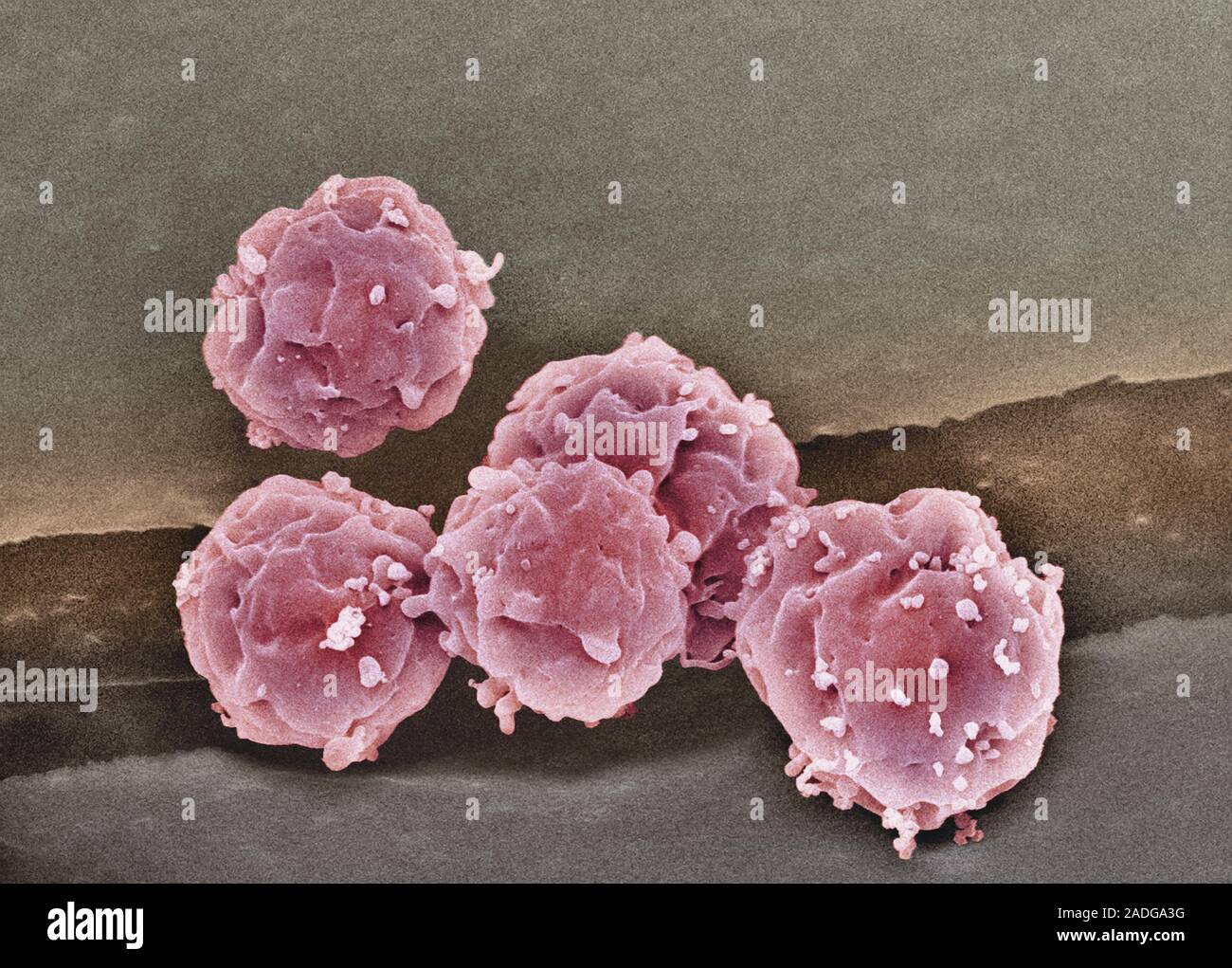 Stem cells. Coloured scanning electron micrograph (SEM) of groups of ...