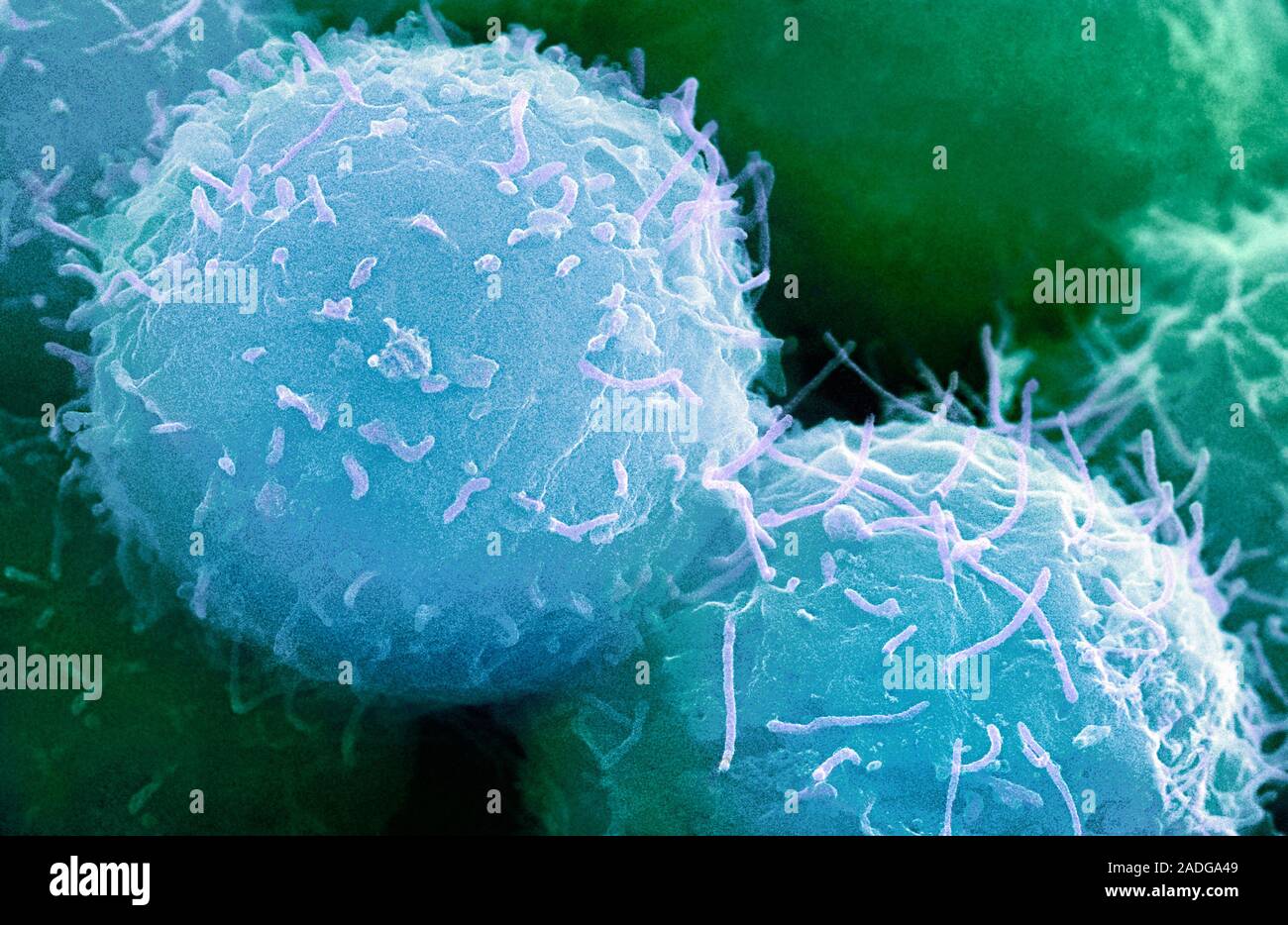 Embryonic stem cells. Coloured scanning electron micrograph (SEM) of ...