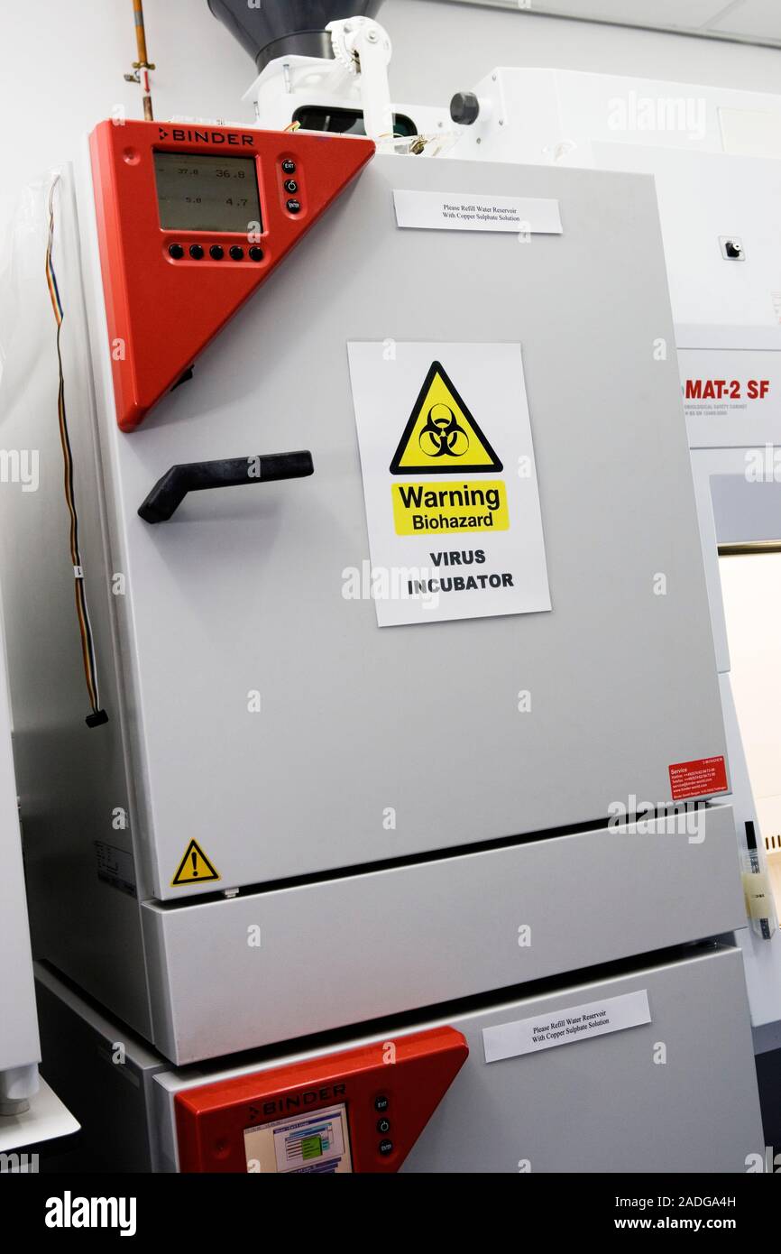 Muscle cell culture research. Laboratory incubator, being used to grow ...