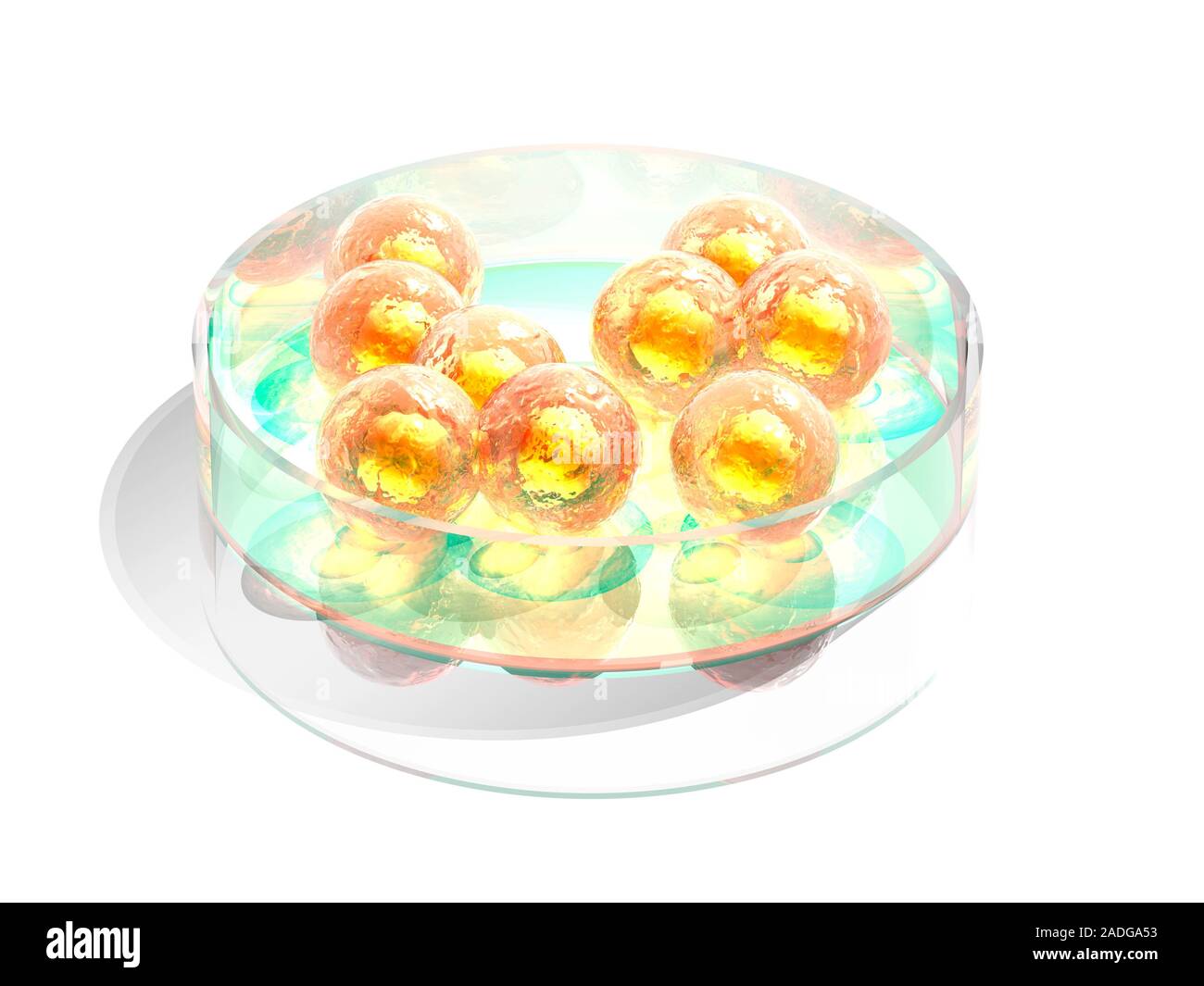 Stem cells. Conceptual computer artwork showing enlarged stem cells in ...