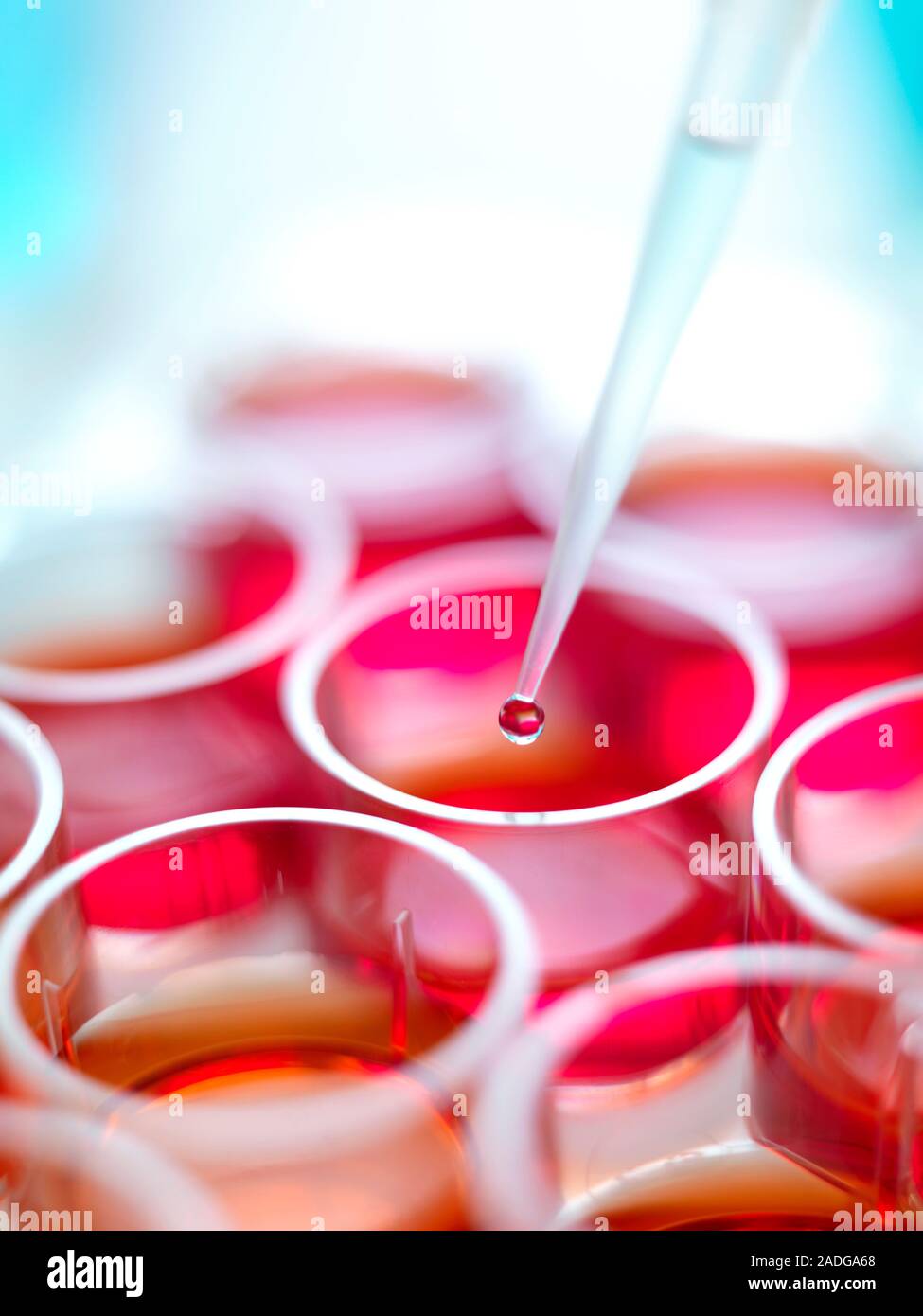 Stem cell research. Pipetting liquid into pots containing stem cell ...