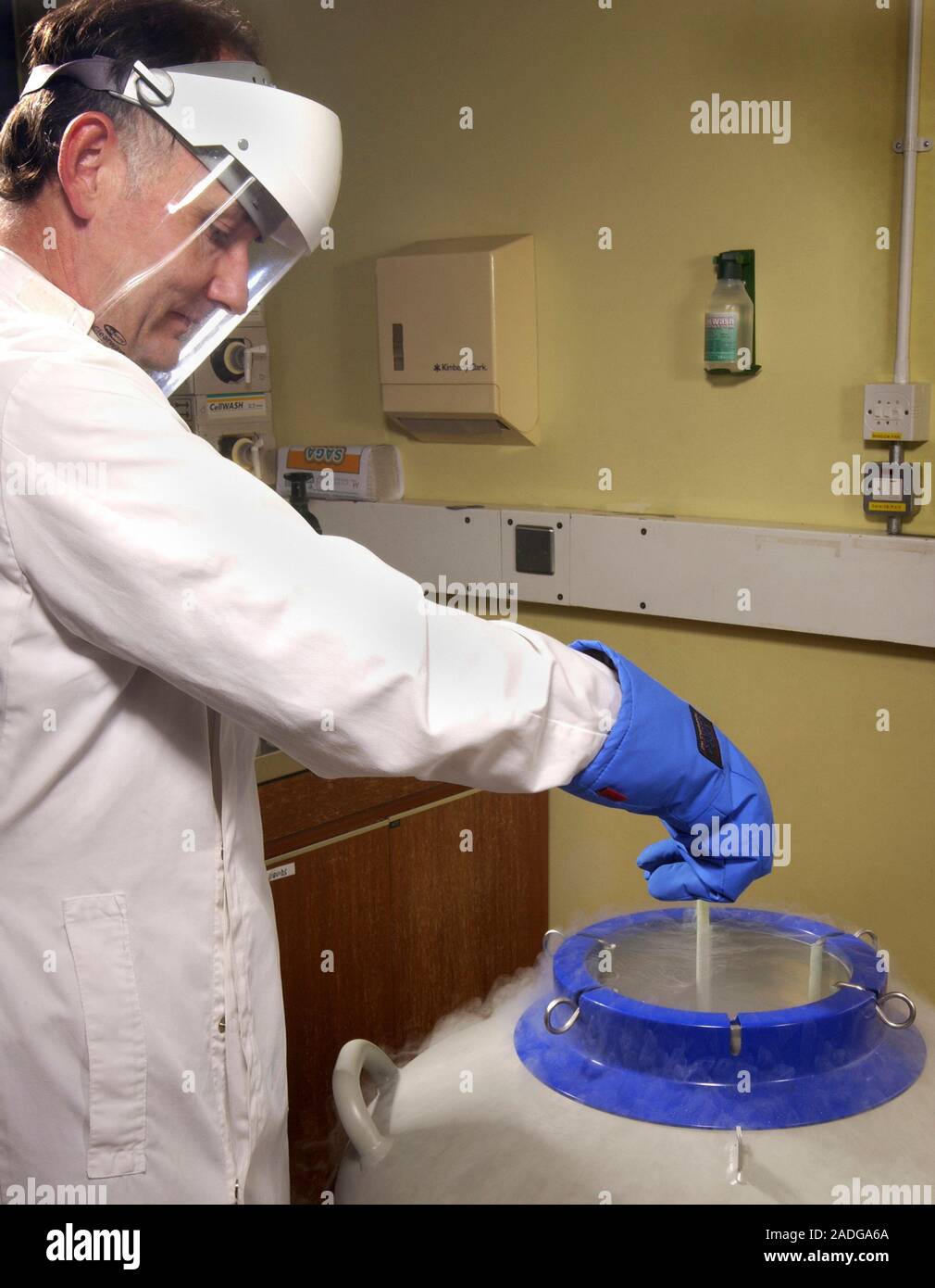 Cell storage. Researcher removing samples of cultured cells from a ...