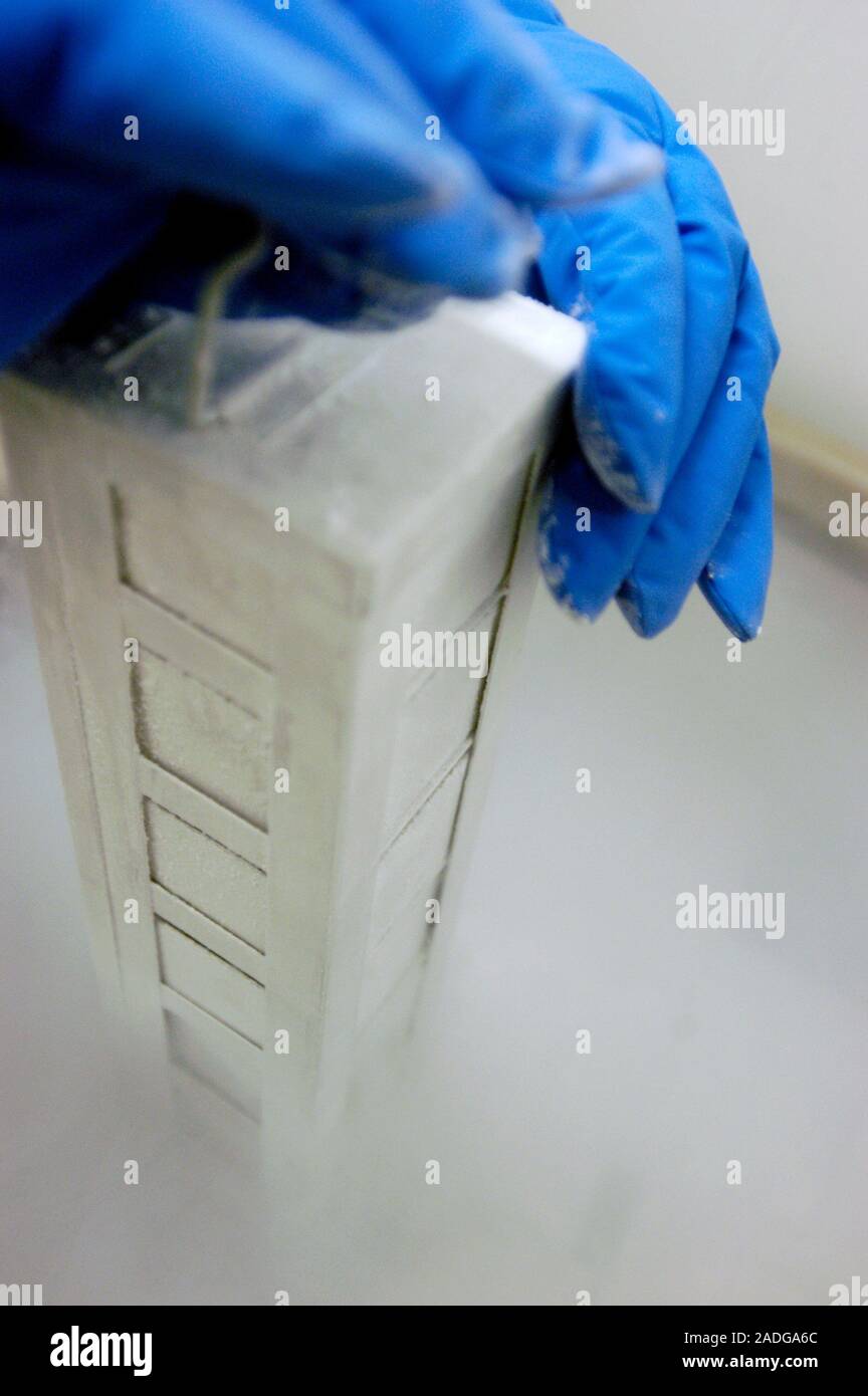 Cell storage. Researcher removing cultured cells from a cryogenic (cold ...