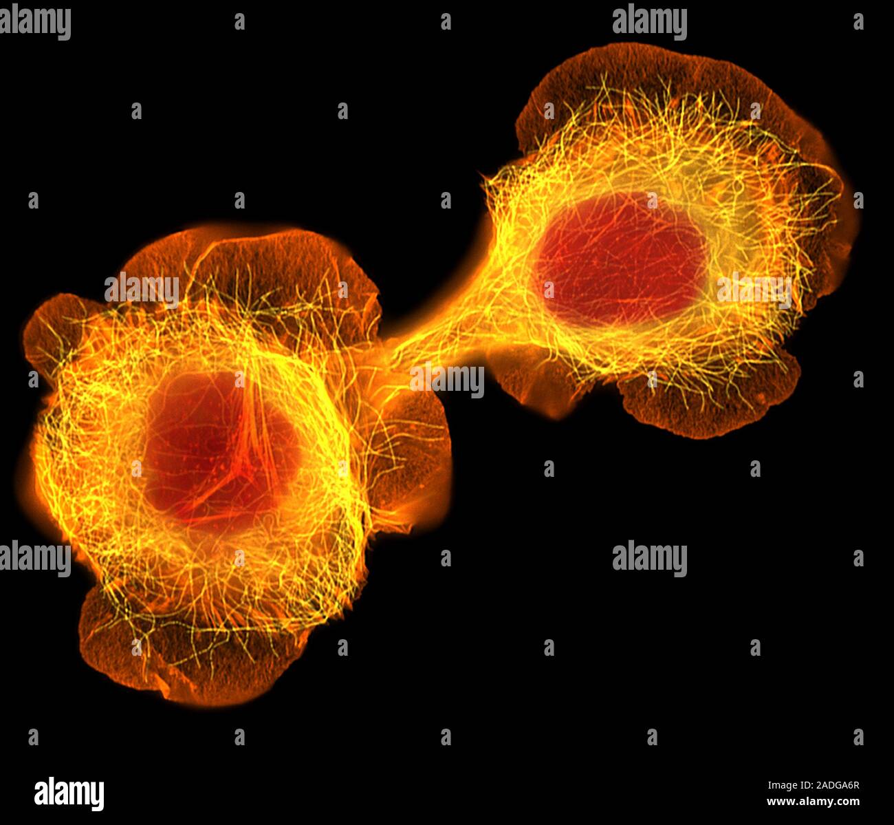 HaCaT cells. Immunofluorescence light micrograph of HaCaT daughter ...