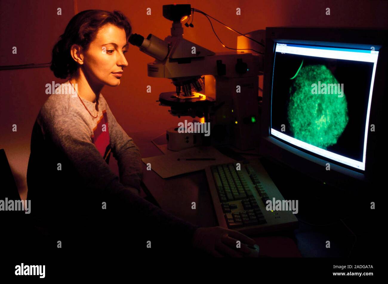 Embryonic stem cell research. Researcher using a light microscope to ...