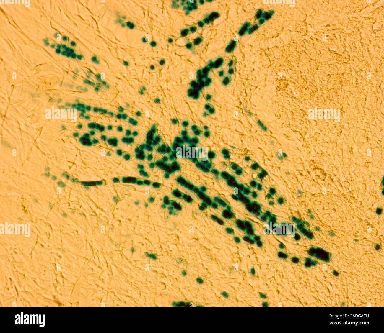 Muscle cell formation. Light micrograph of the formation of muscle ...