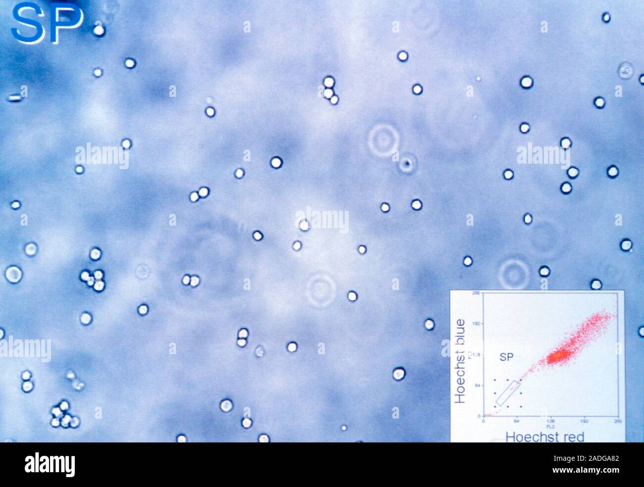 Screening stem cells. Light micrograph of small cells screened out from ...