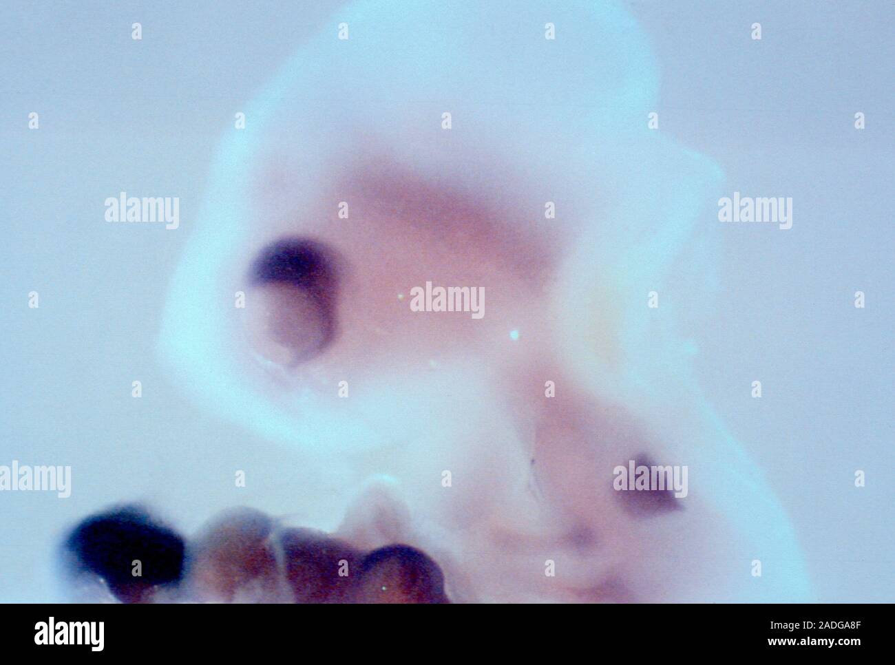 Chicken embryo in its egg. The embryo is being studied as part of stem ...