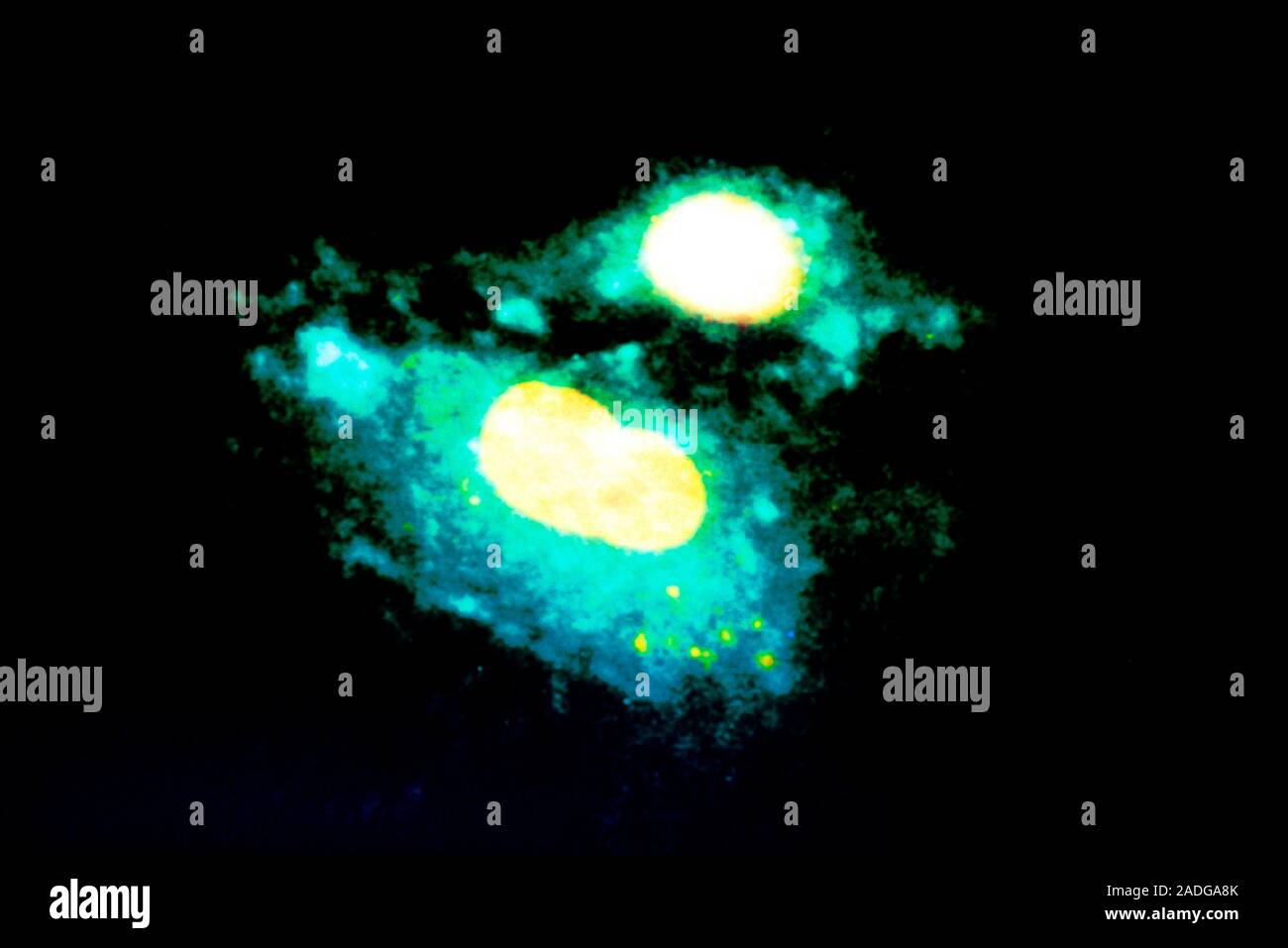 Adult stem cells. Fluorescence light micrograph of adult stem cells ...