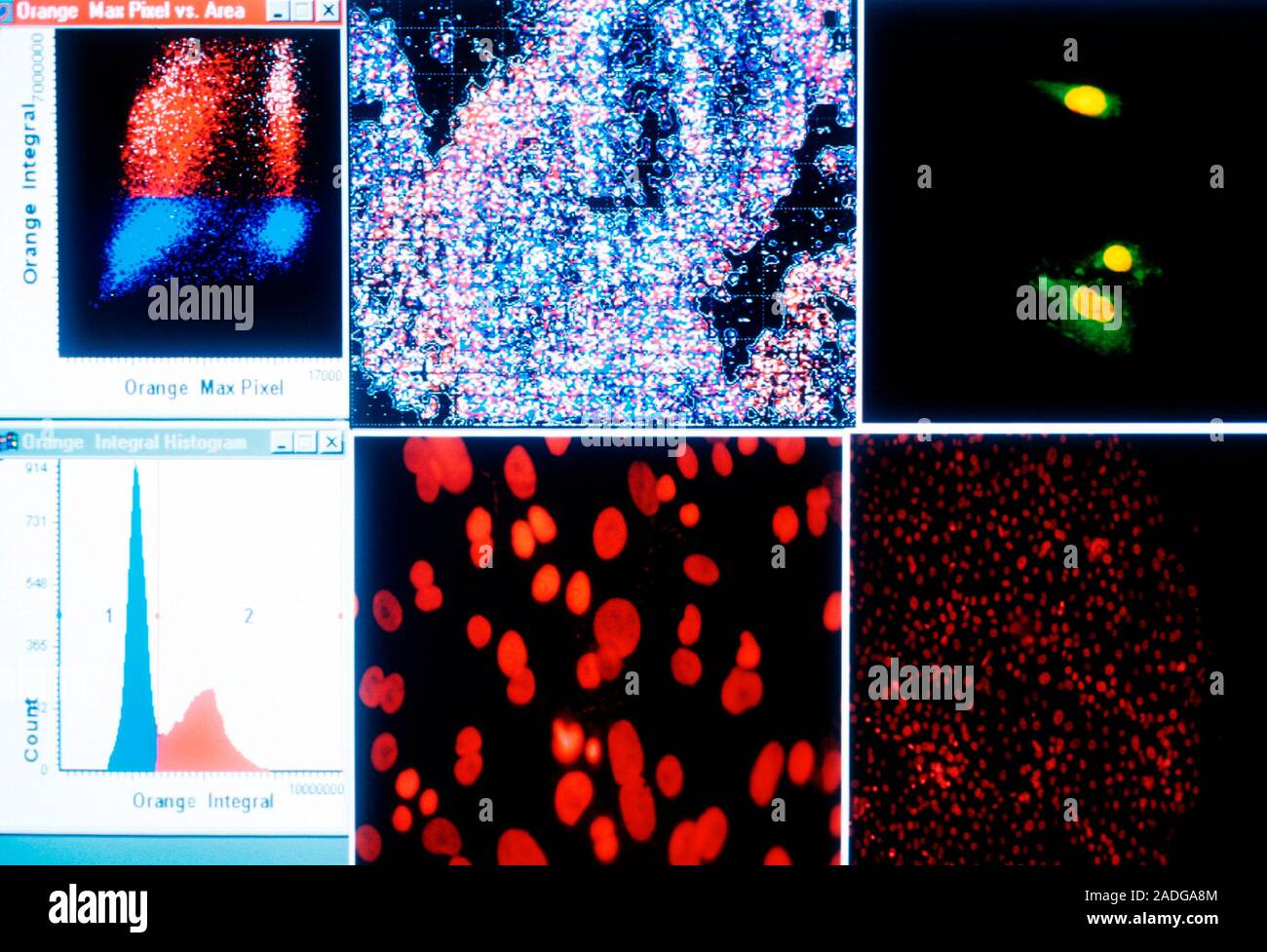 Adult stem cell research. Images and graphs from cell screening methods ...