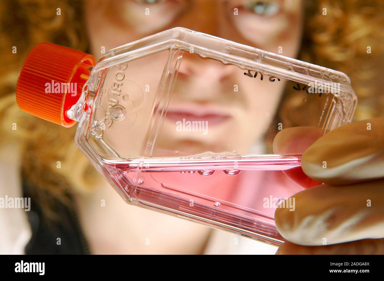 MODEL RELEASED. Cell culture research. Researcher examining a cell ...