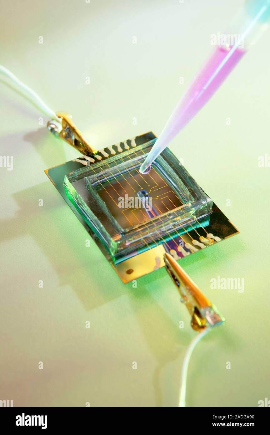 Cell culture research. Pipette being used to add cultured cells (pink ...