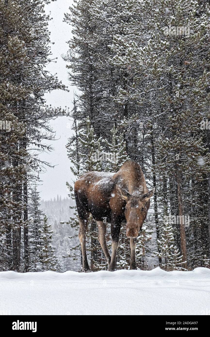 Moose habitat hi-res stock photography and images - Alamy