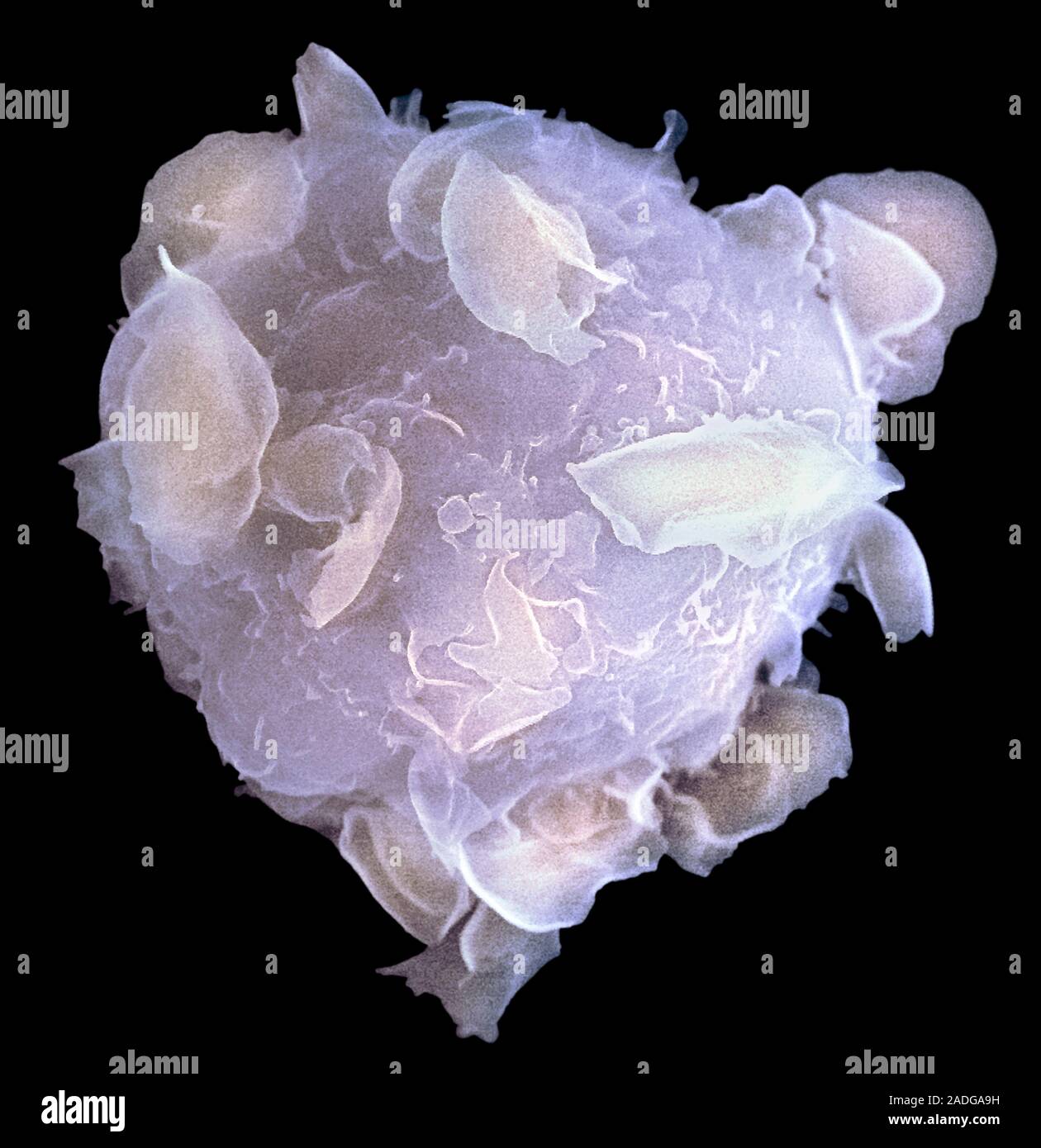 Bone marrow stem cell, coloured scanning electron micrograph (SEM ...