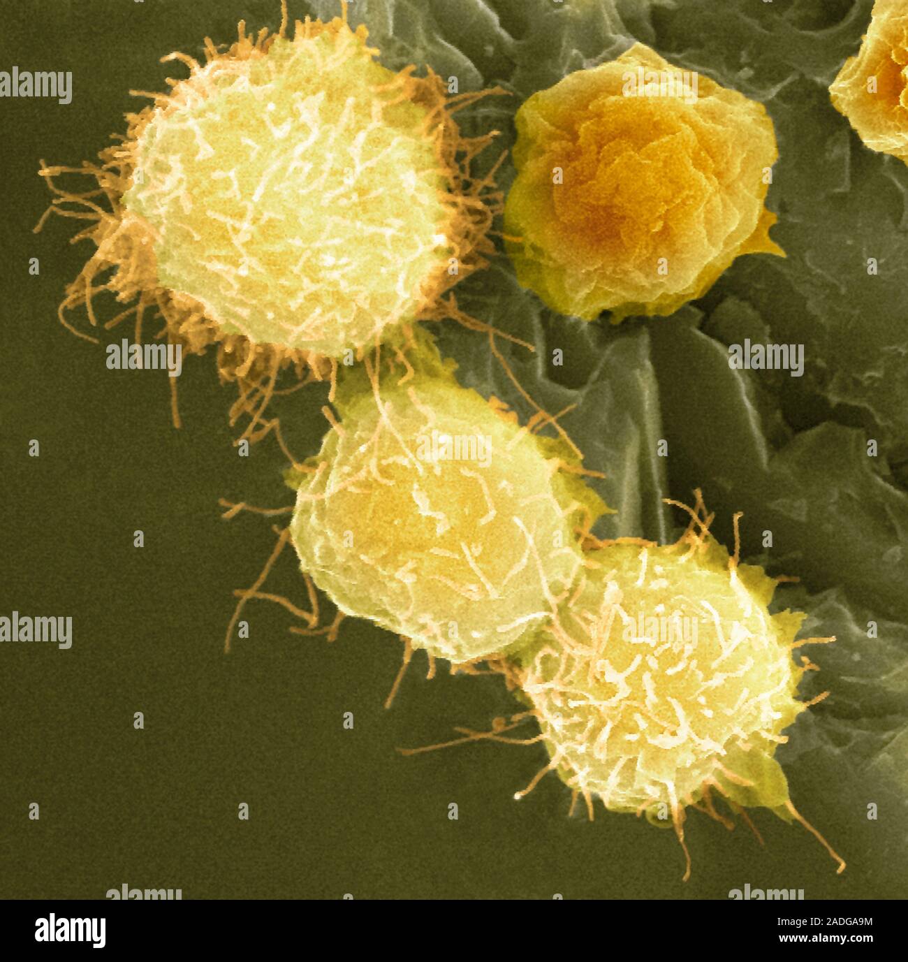 Stem cells, coloured scanning electron micrograph (SEM). Stem cells can ...