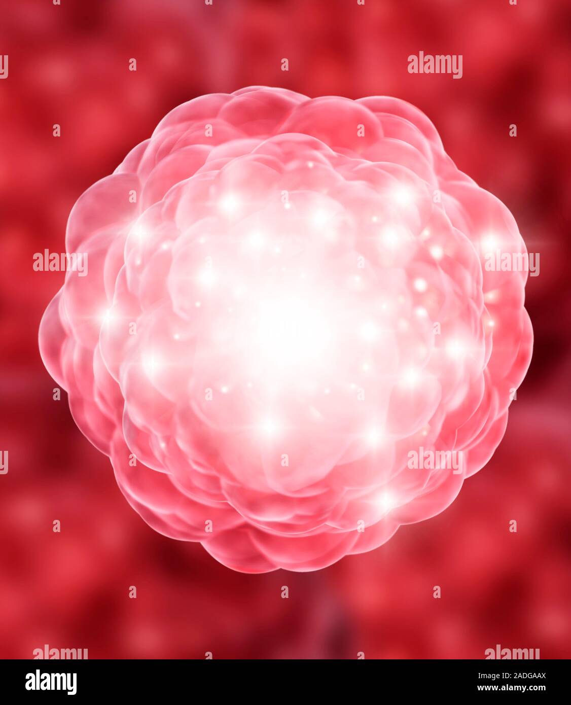 Stem cell, conceptual artwork. A stem cell is an undifferentiated cell ...