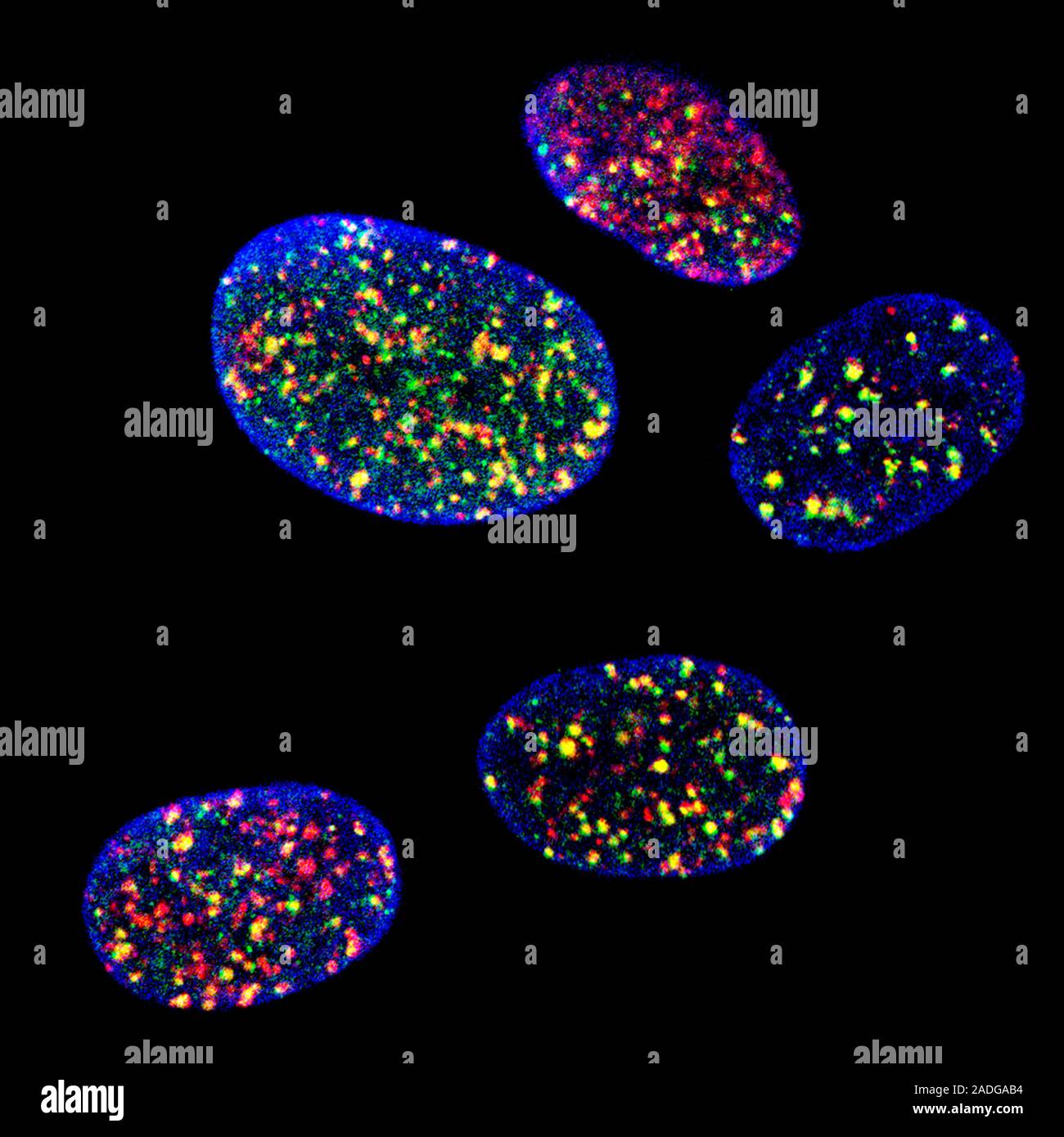 Human cell nuclei. A confocal light micrograph (LM) of human nuclei ...