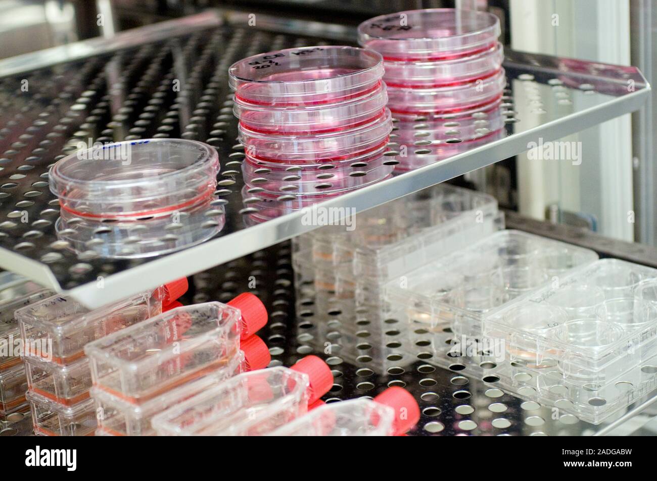 Cell cultures in sample trays (bottom rectangular) and petri dishes ...