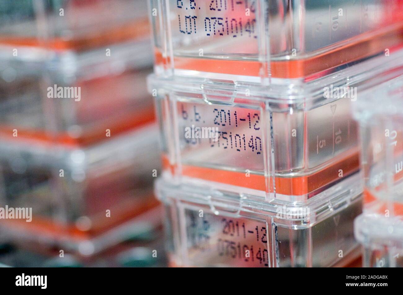 Cell cultures in sample trays. The cells are implanted in a gel medium ...