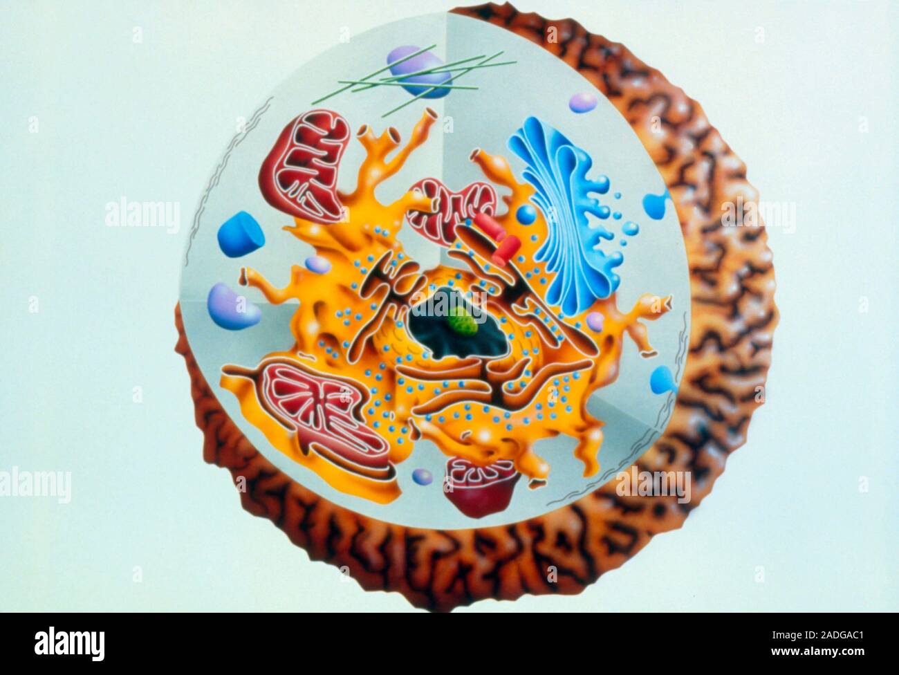 Illustration of the ultrastructure of a typical cell. The anatomical ...