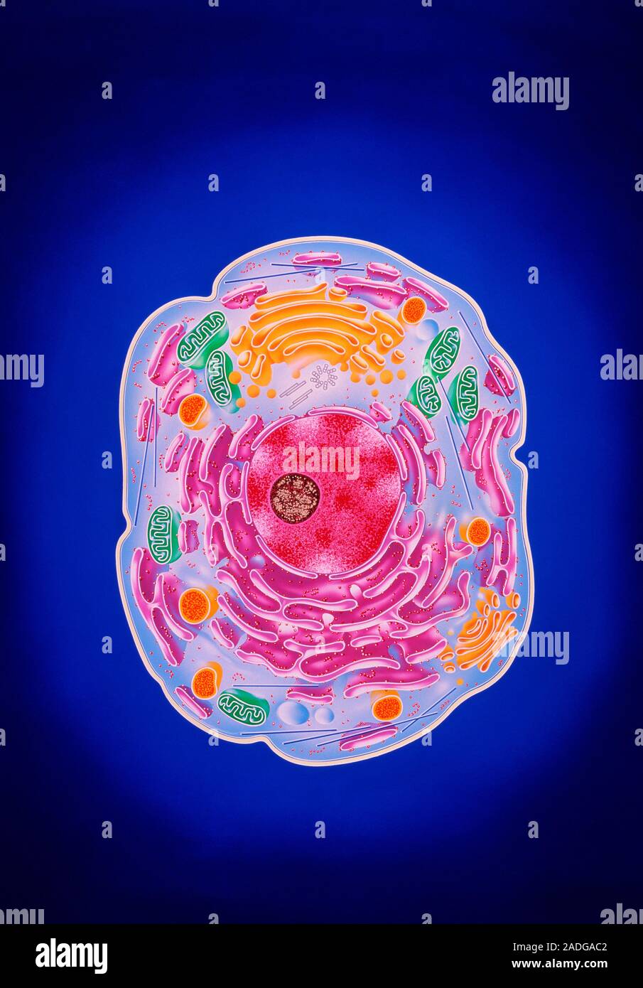 Cell structure. Illustration of the ultrastructure of a typical cell ...