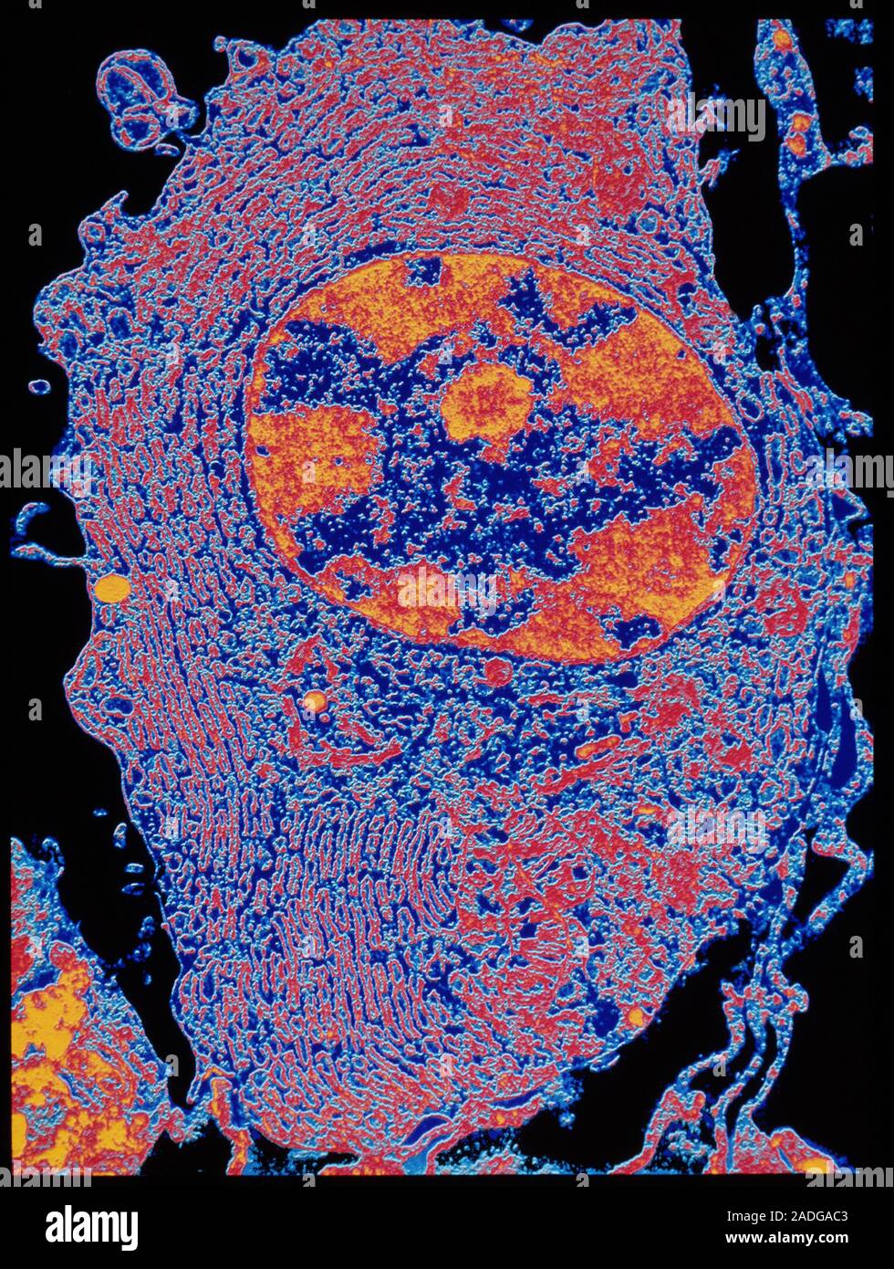 Human cell. Coloured transmission electron micrograph (TEM) of a cross ...