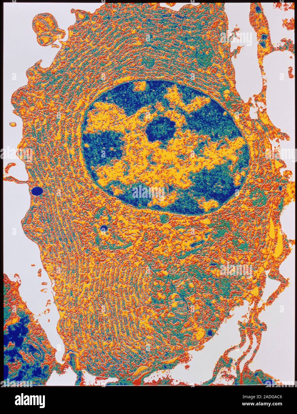 Human cell. Coloured transmission electron micro- graph (TEM) of a ...