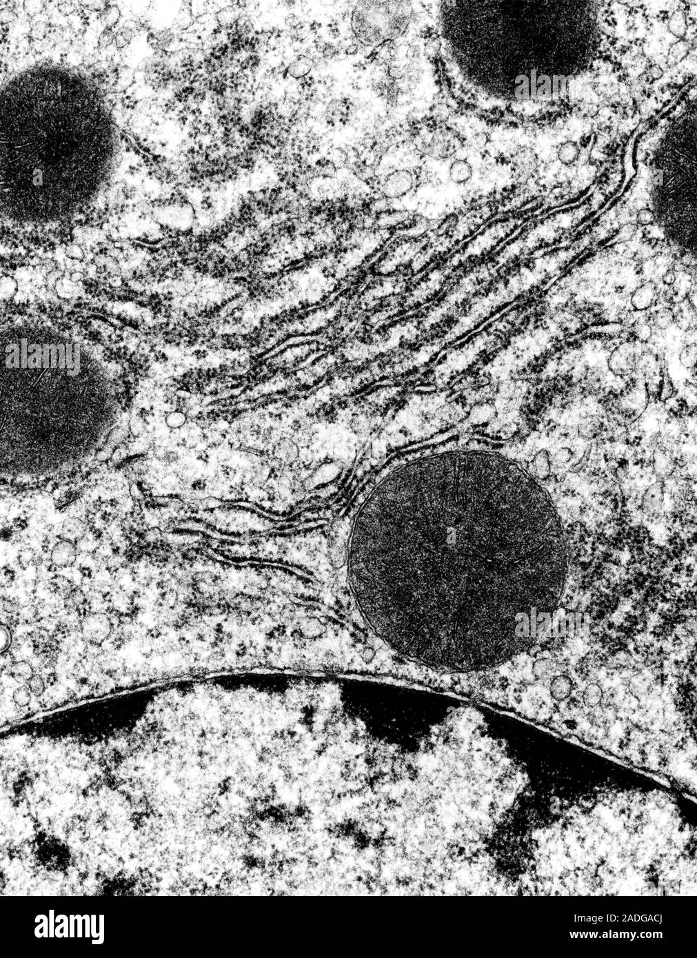 Animal cell. Transmission electron micrograph of part of a mouse liver ...