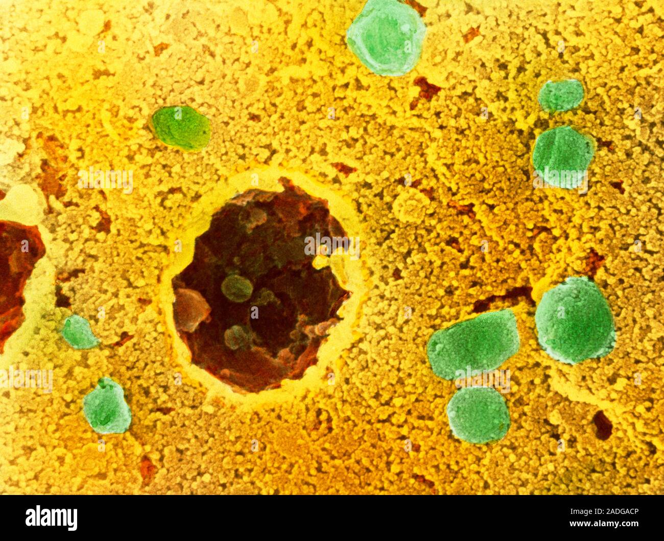 Blastomere cell structure. Coloured scanning electron micrograph of the ...