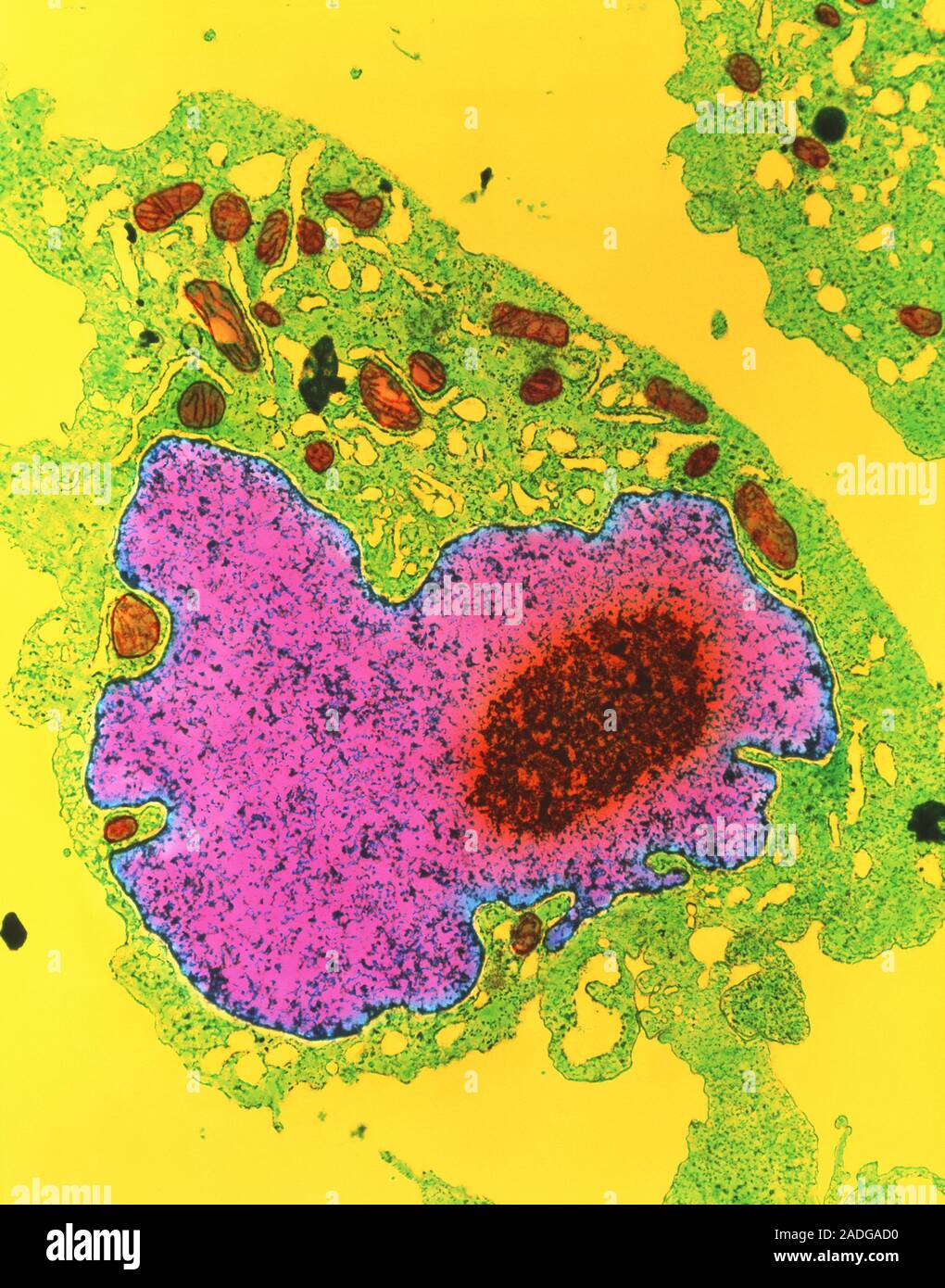Animal cell. Coloured transmission electron micro- graph (TEM) of a ...