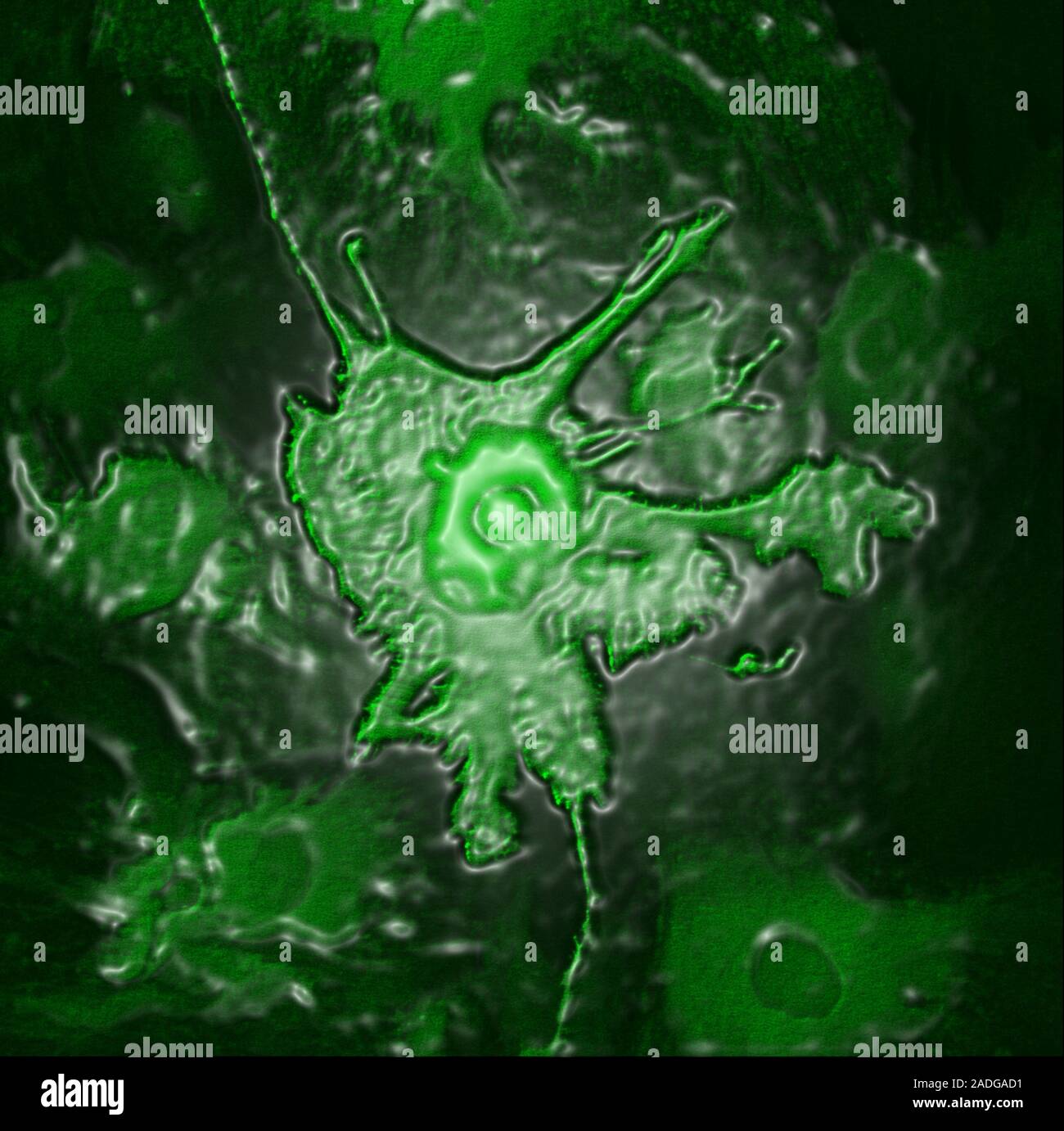 Human cell, computer-enhanced confocal light micrograph. This ...