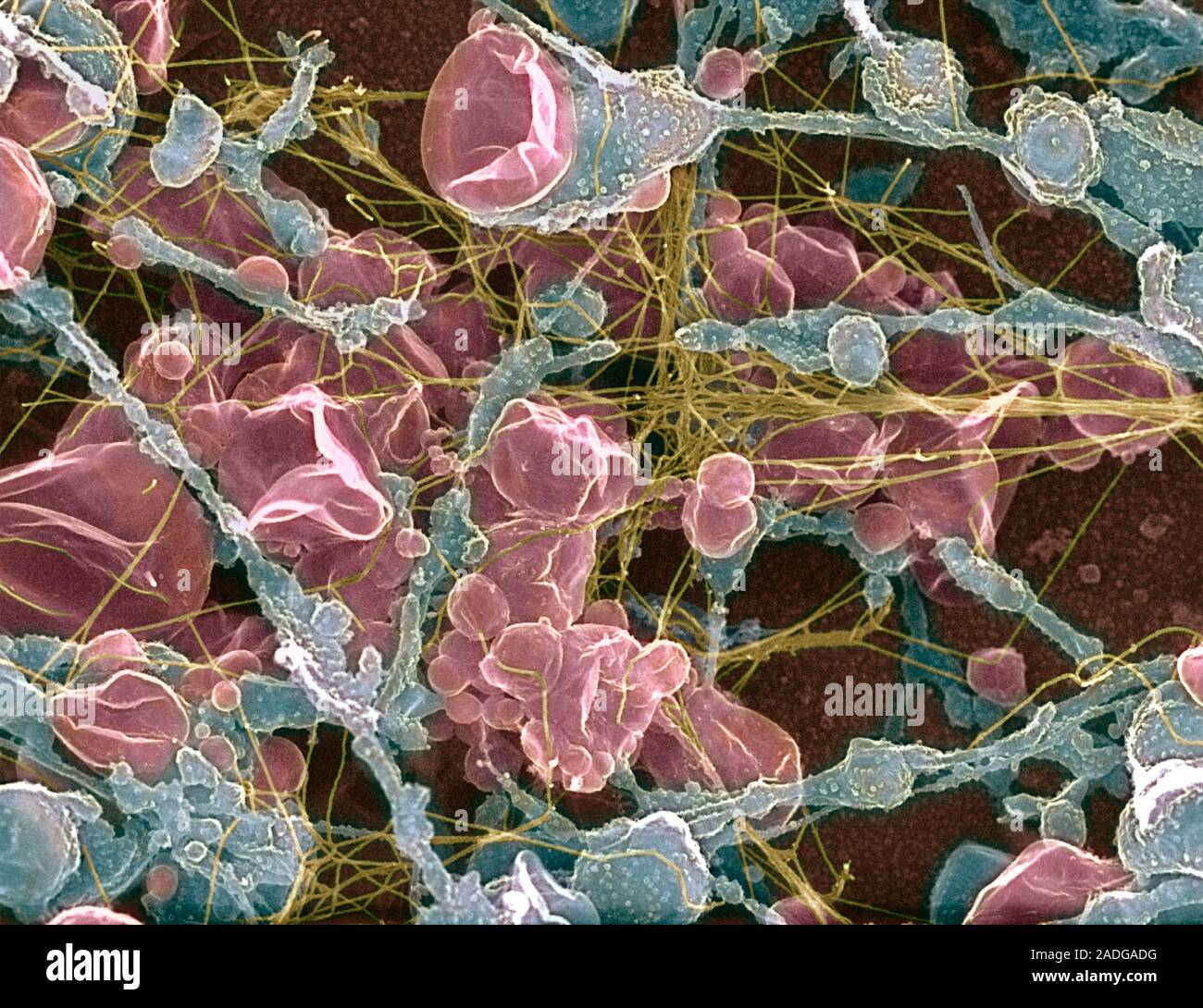 Eukaryotic cell structure. Coloured scanning electron micrograph (SEM ...