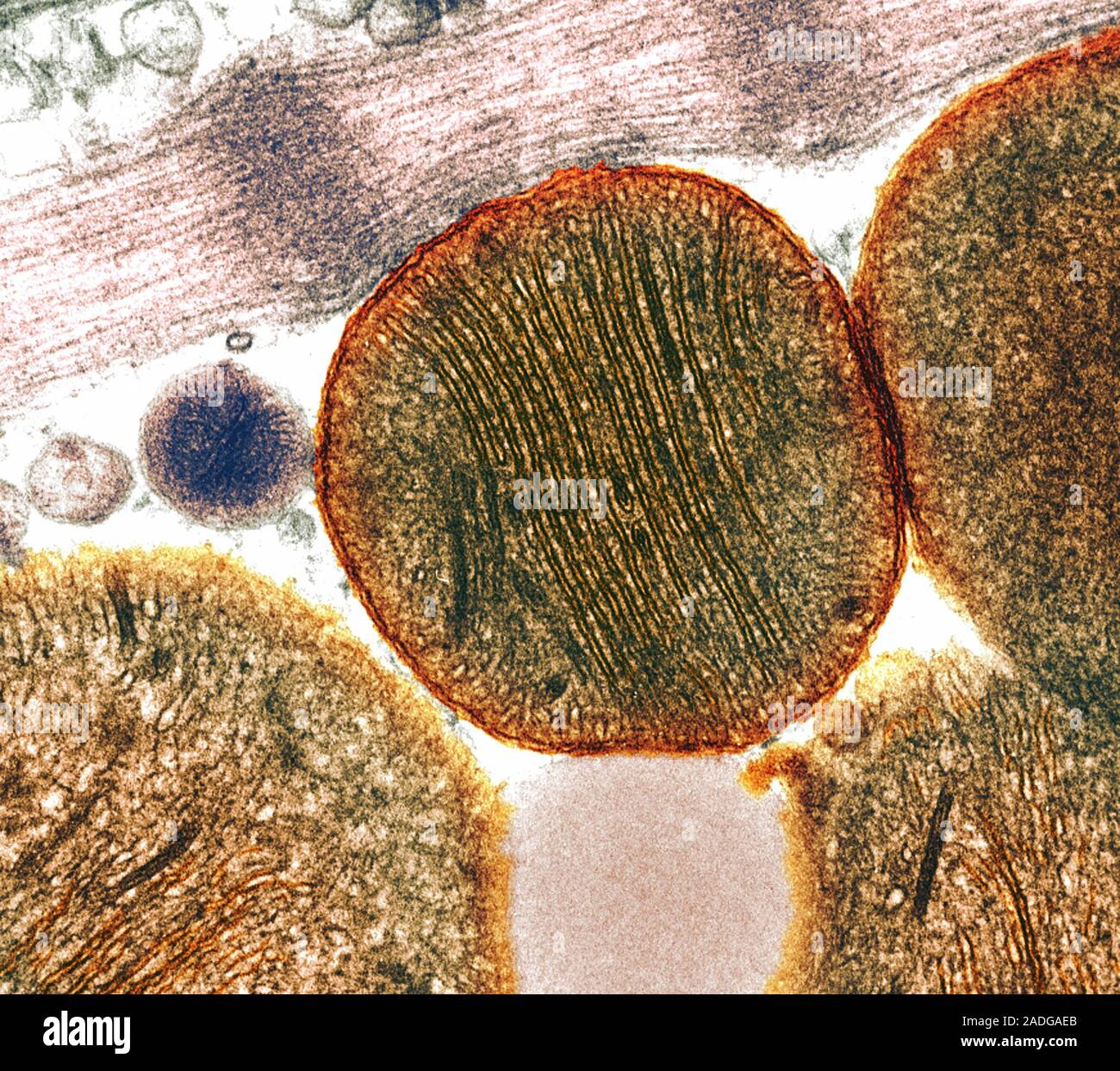Mitochondria Electron Microscope Color