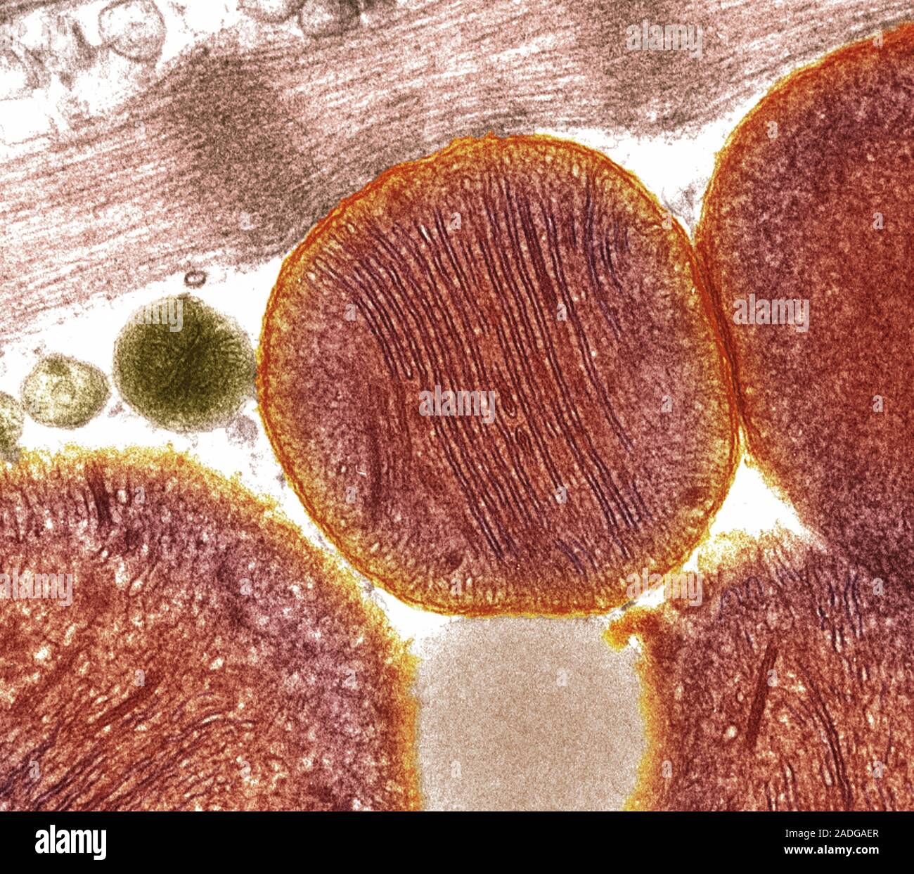 Mitochondria. Coloured transmission electron micrograph of mitochondria ...