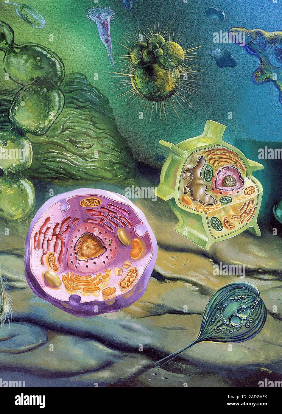 Eukaryote cells. Artwork of a section through an animal cell (left) and ...