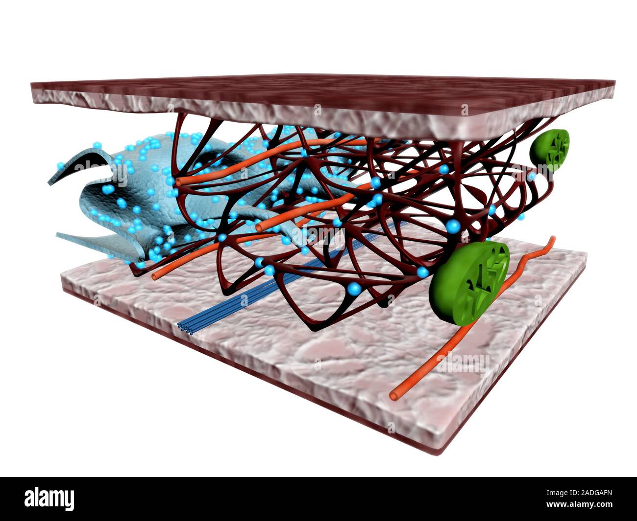 Cytoskeleton. Computer artwork of a section through a cell showing its ...