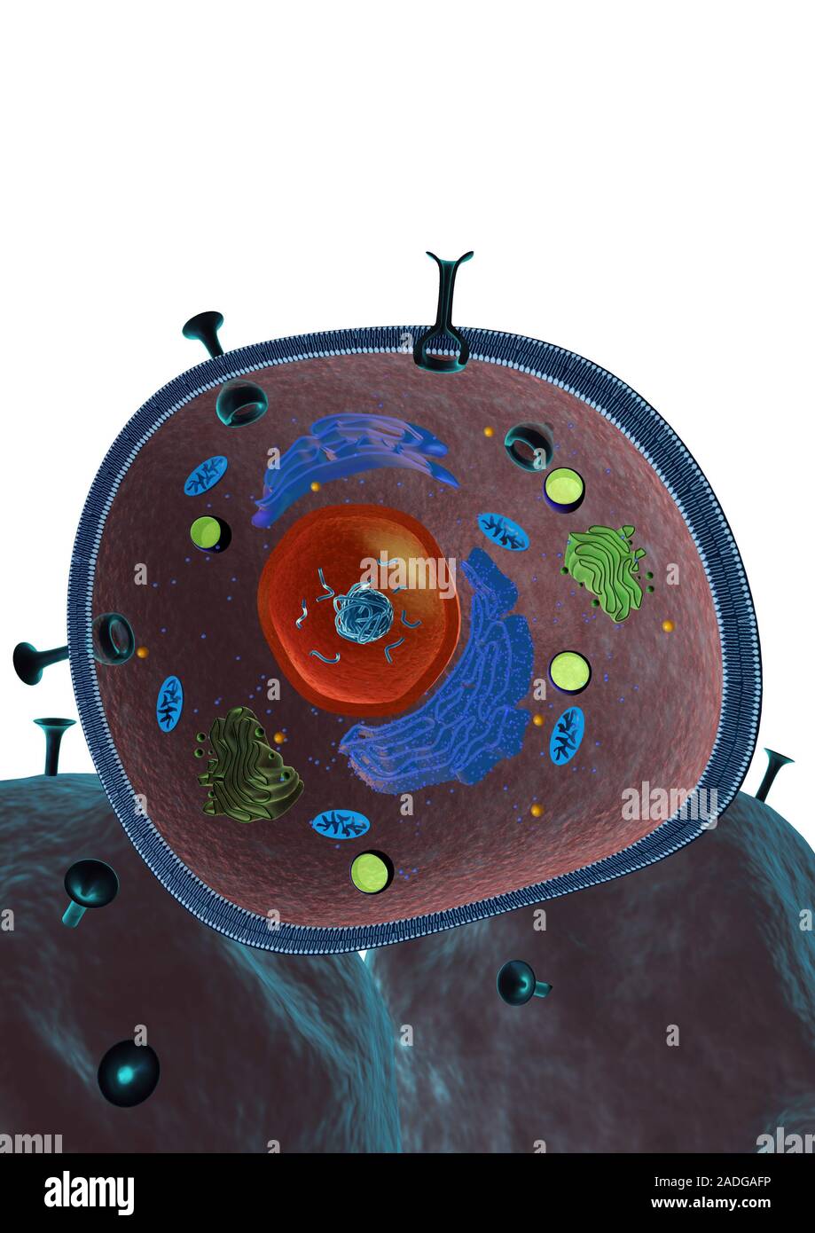 Animal cell structure. Computer artwork of a section through an animal ...
