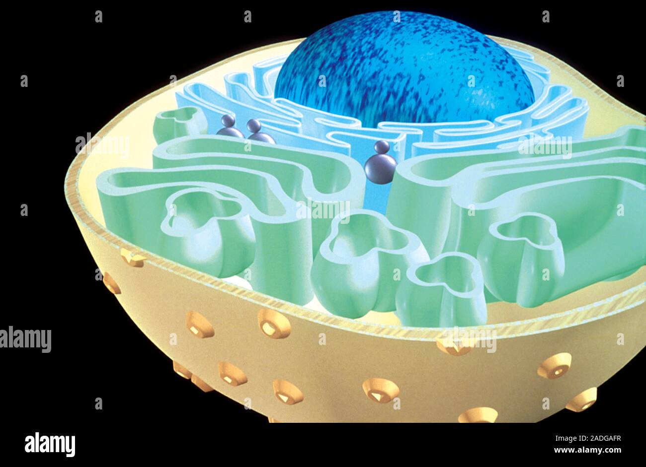 Animal cell. Cutaway artwork showing the inside of a typical animal ...