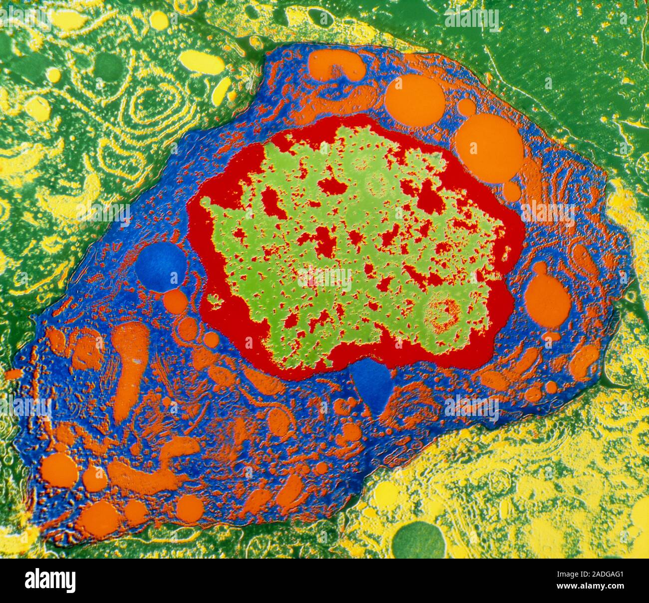 Cell structure. False-colour transmission electron micrograph of a ...