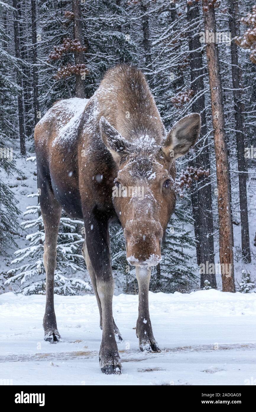 Moose in their natural environment in Canada Stock Photo - Alamy