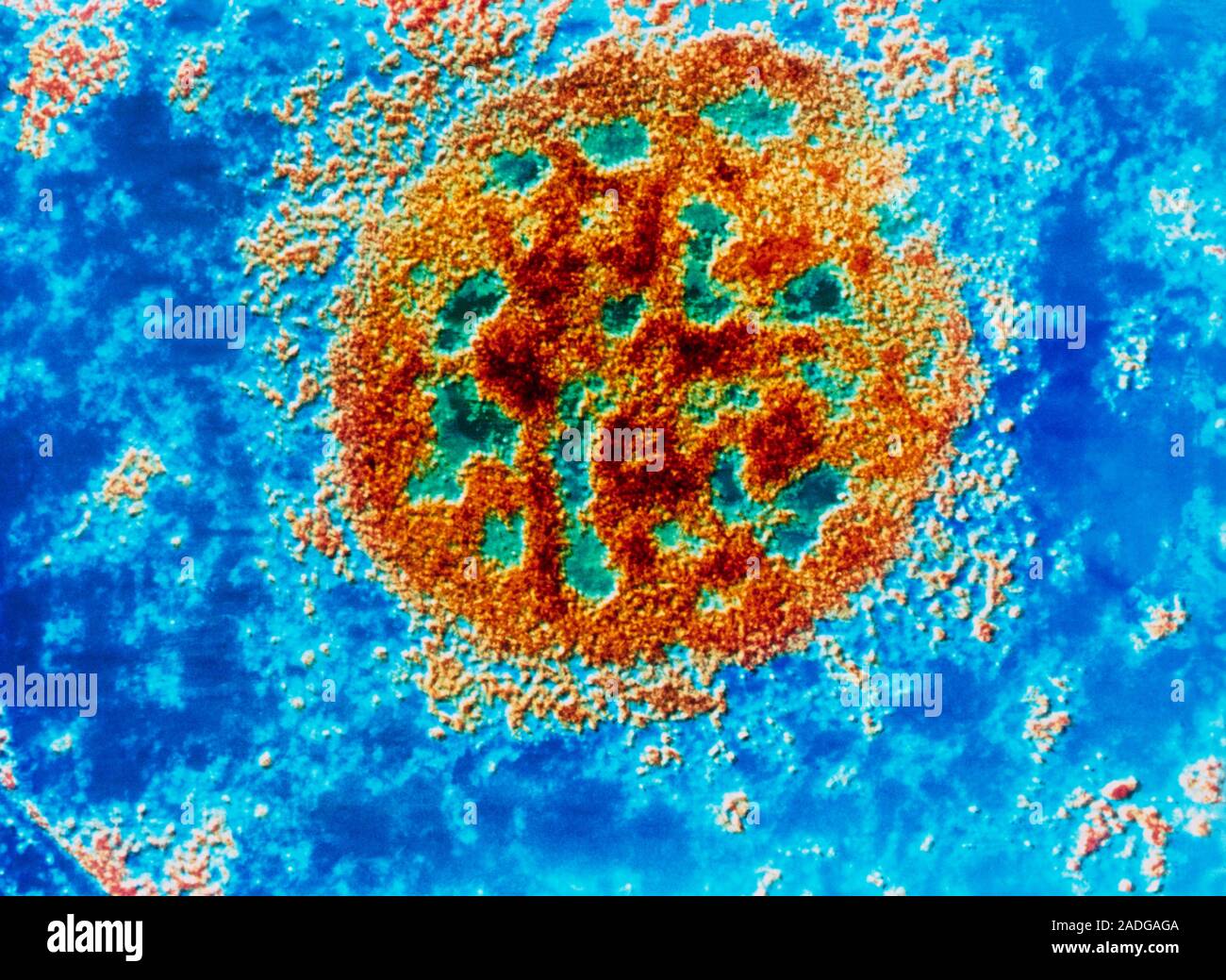 Cell nucleus. Coloured transmission electron micrograph of the nucleus ...
