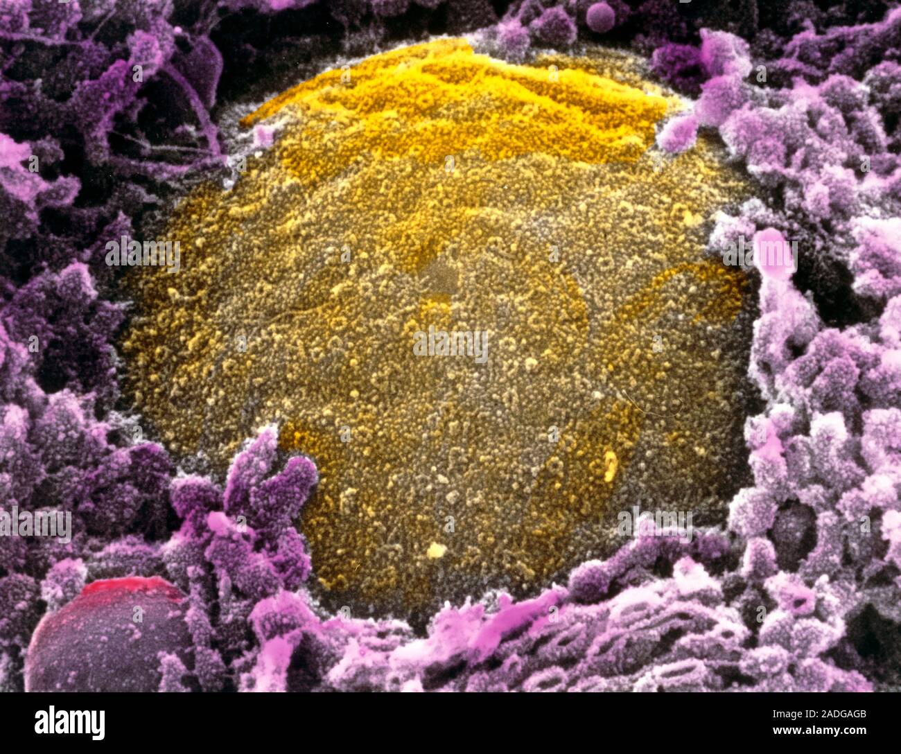 Nuclear membrane. Coloured high resolution scanning electron micrograph ...