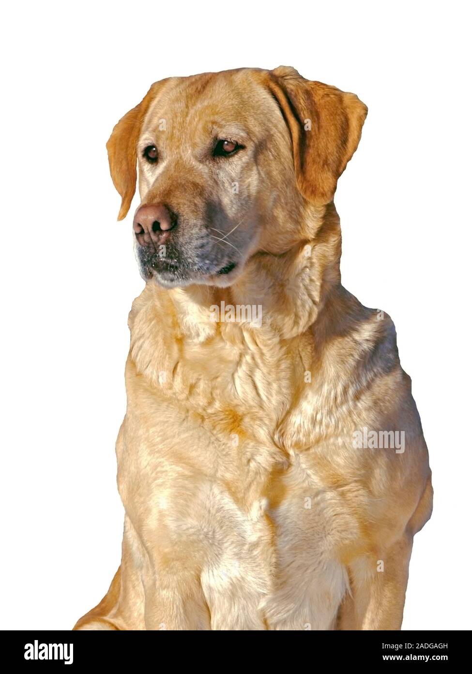Yellow Labrador Retriever sitting , portrait isolated on white ...