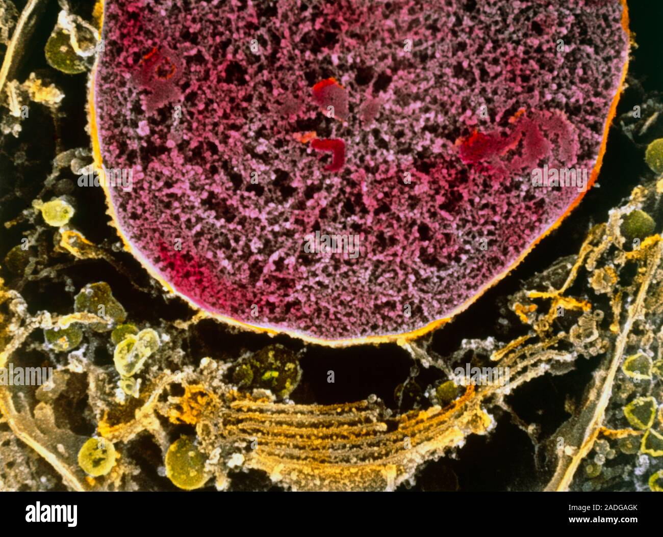 Nucleus and endoplasmic reticulum. Coloured high resolution scanning ...