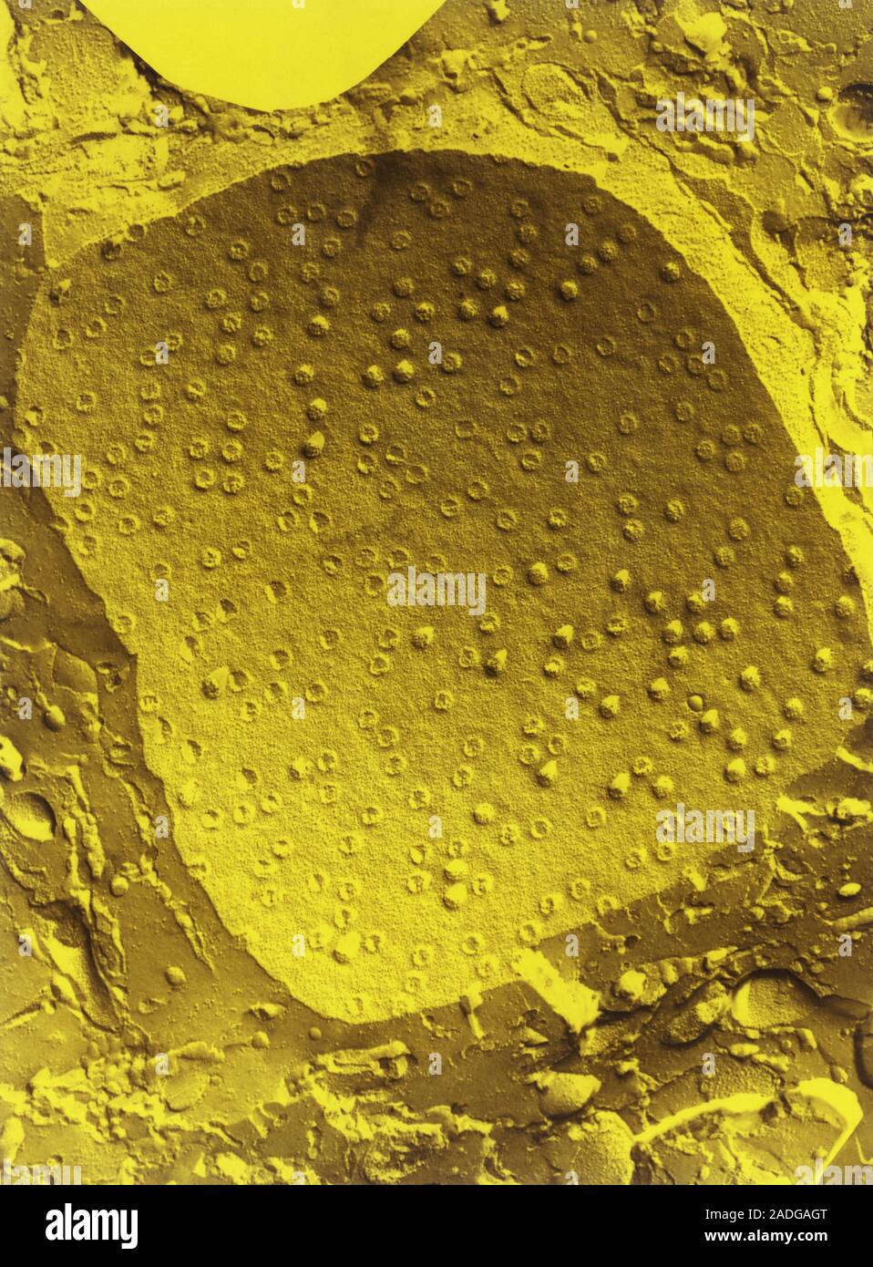 Cell nucleus membrane. Coloured freeze-fracture transmission electron ...