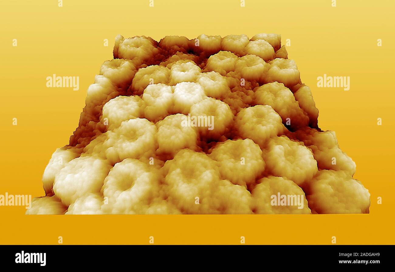 Nuclear pore complexes. Coloured atomic force micrograph (AFM) of the ...