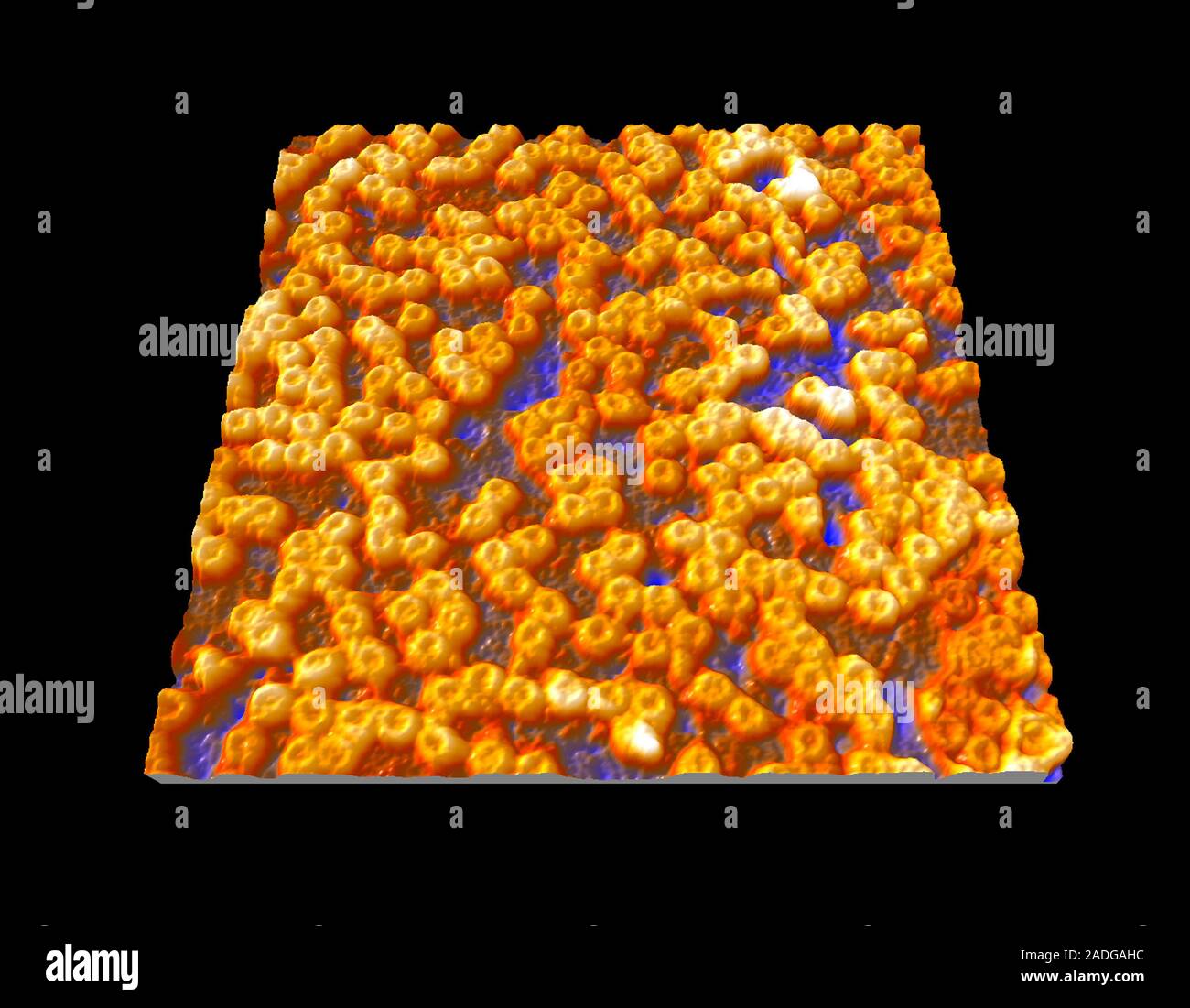 Nuclear pore complexes. Coloured atomic force micrograph (AFM) of the ...